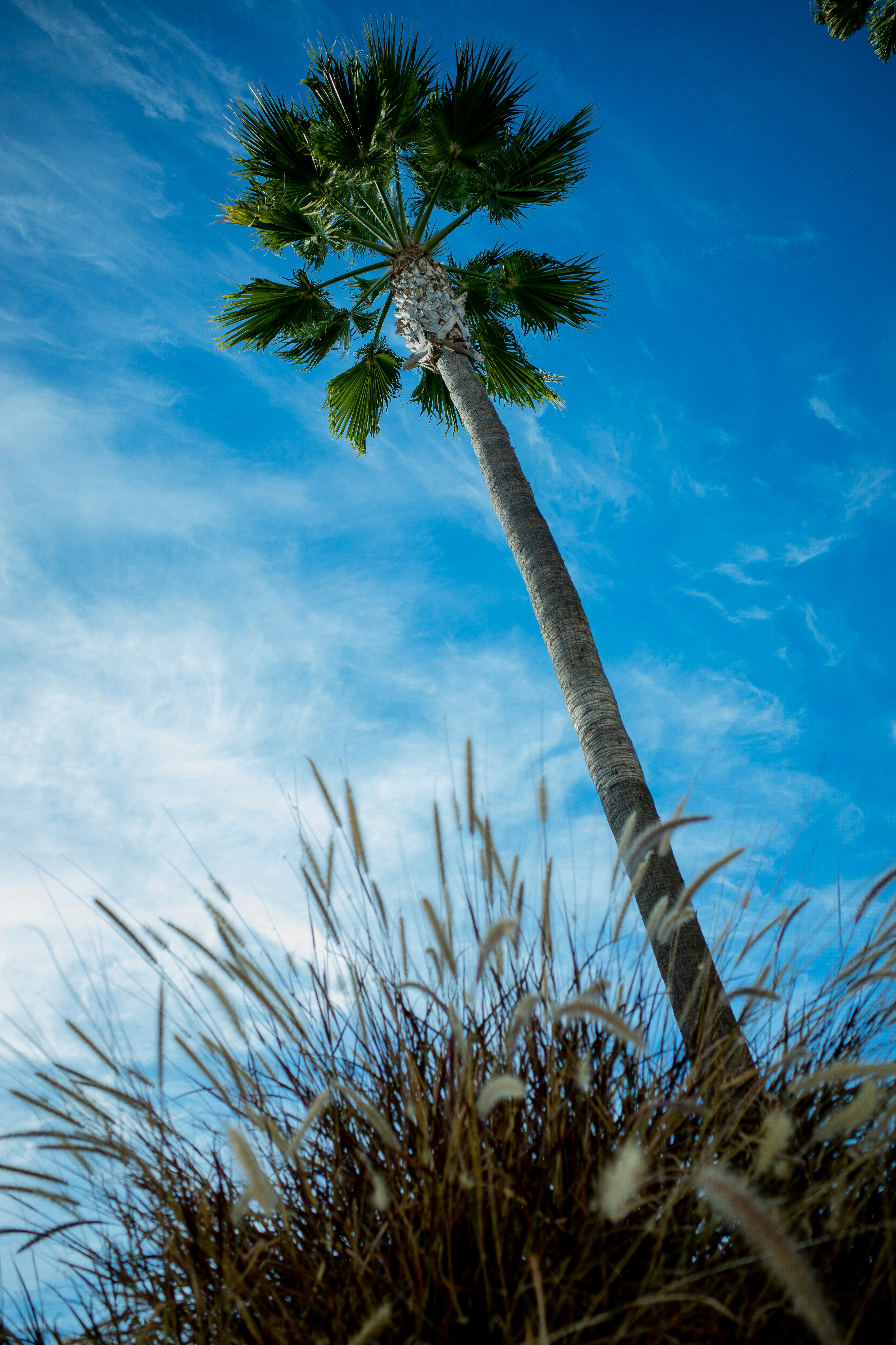 Foto Un árbol alto con un tallo alto – Imagen Cielo azul gratis en Unsplash