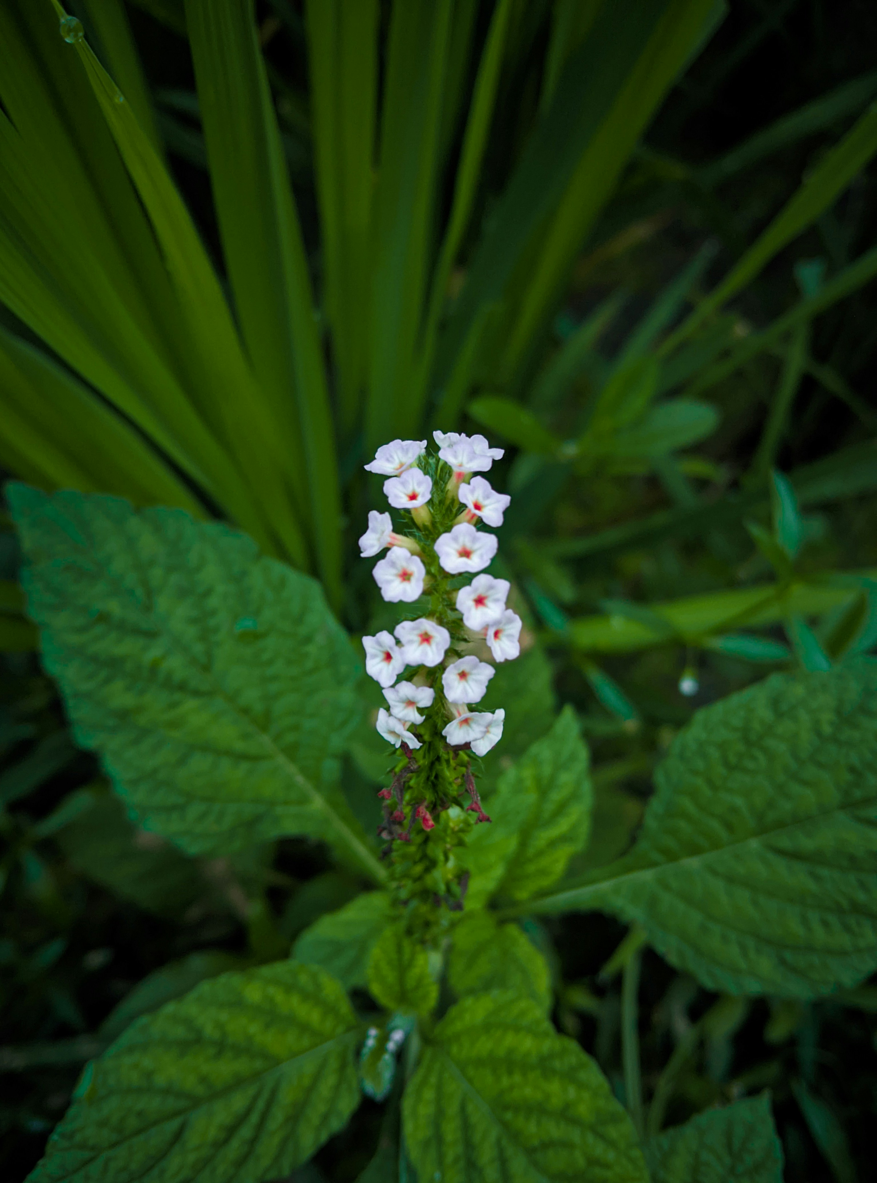 White-flowered spike rising among emerald leaves