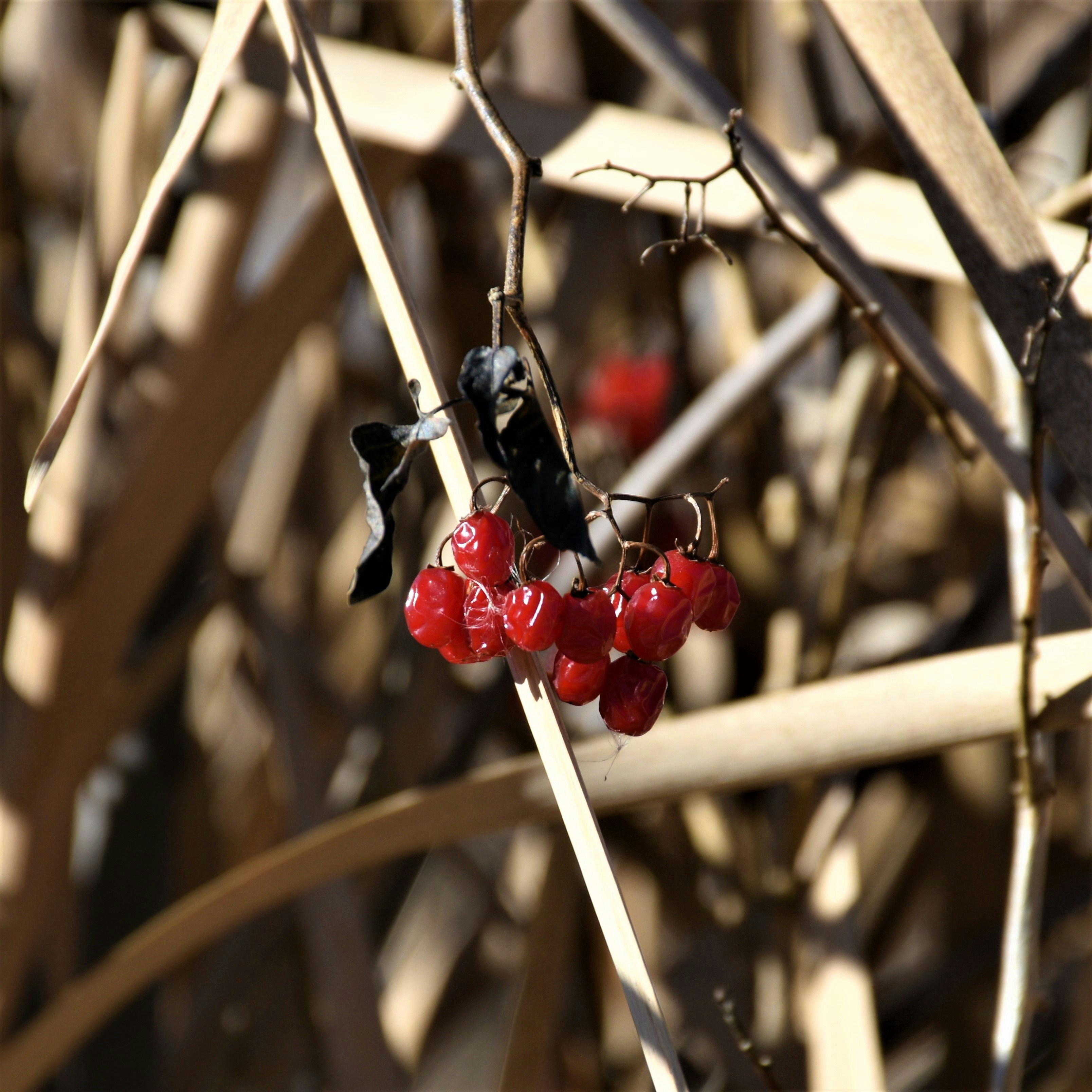 A bug on a branch with red berries photo – Free Wheat ridge Image on ...