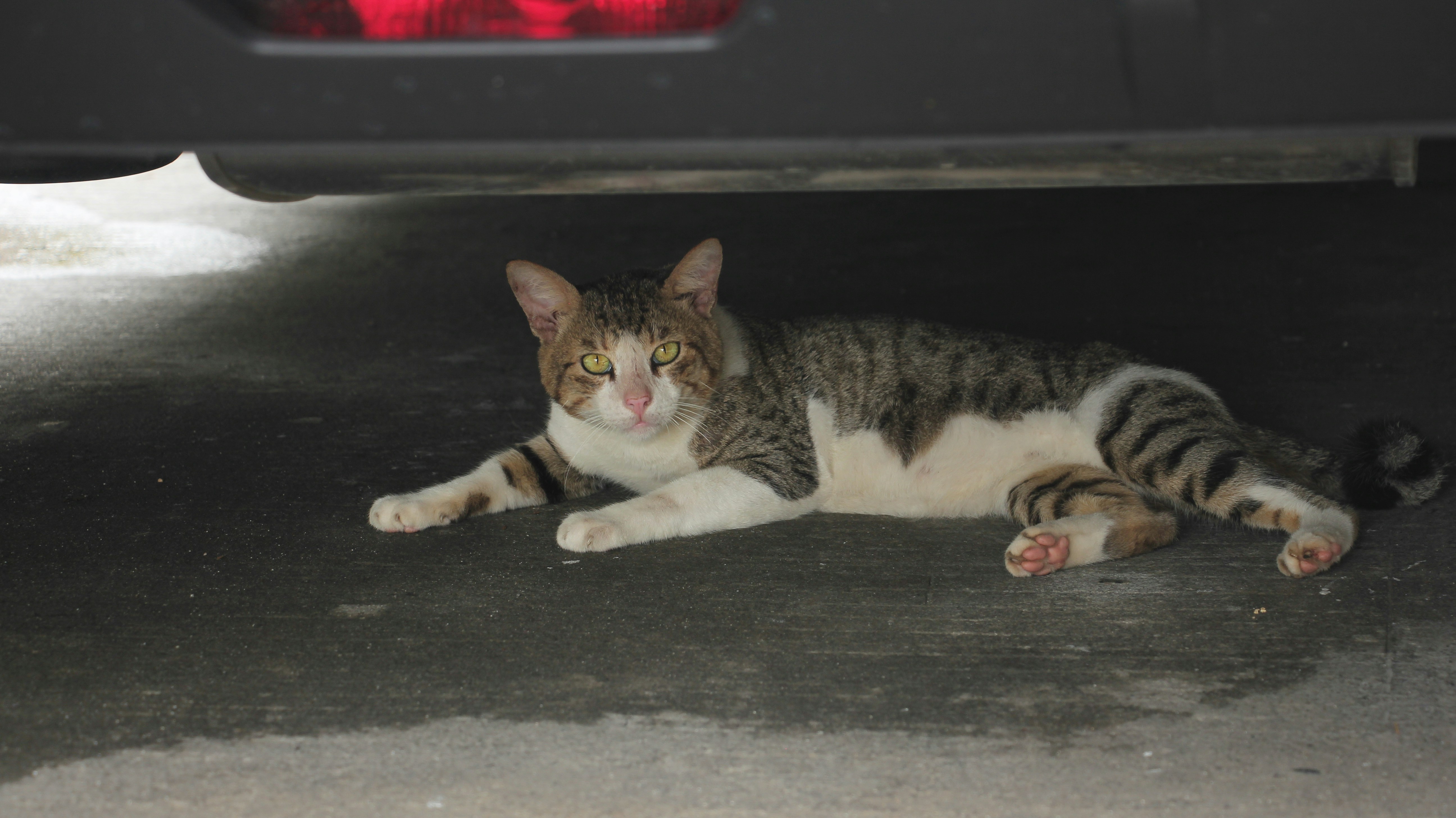 Sheltered Feline Rest in a Parking Shadow
