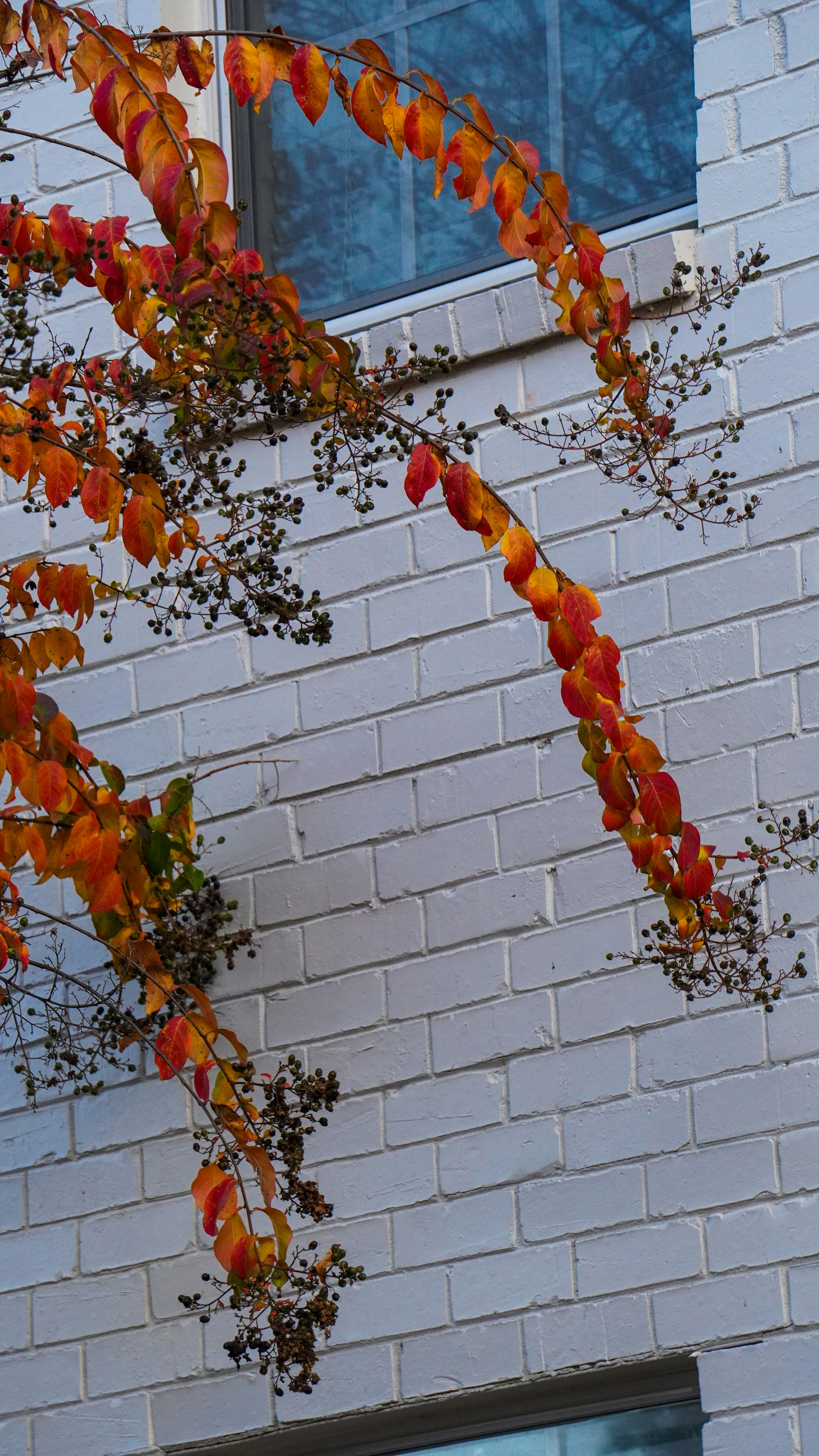Crimson Tendrils Climb a Quiet White Brick Wall by a Window
