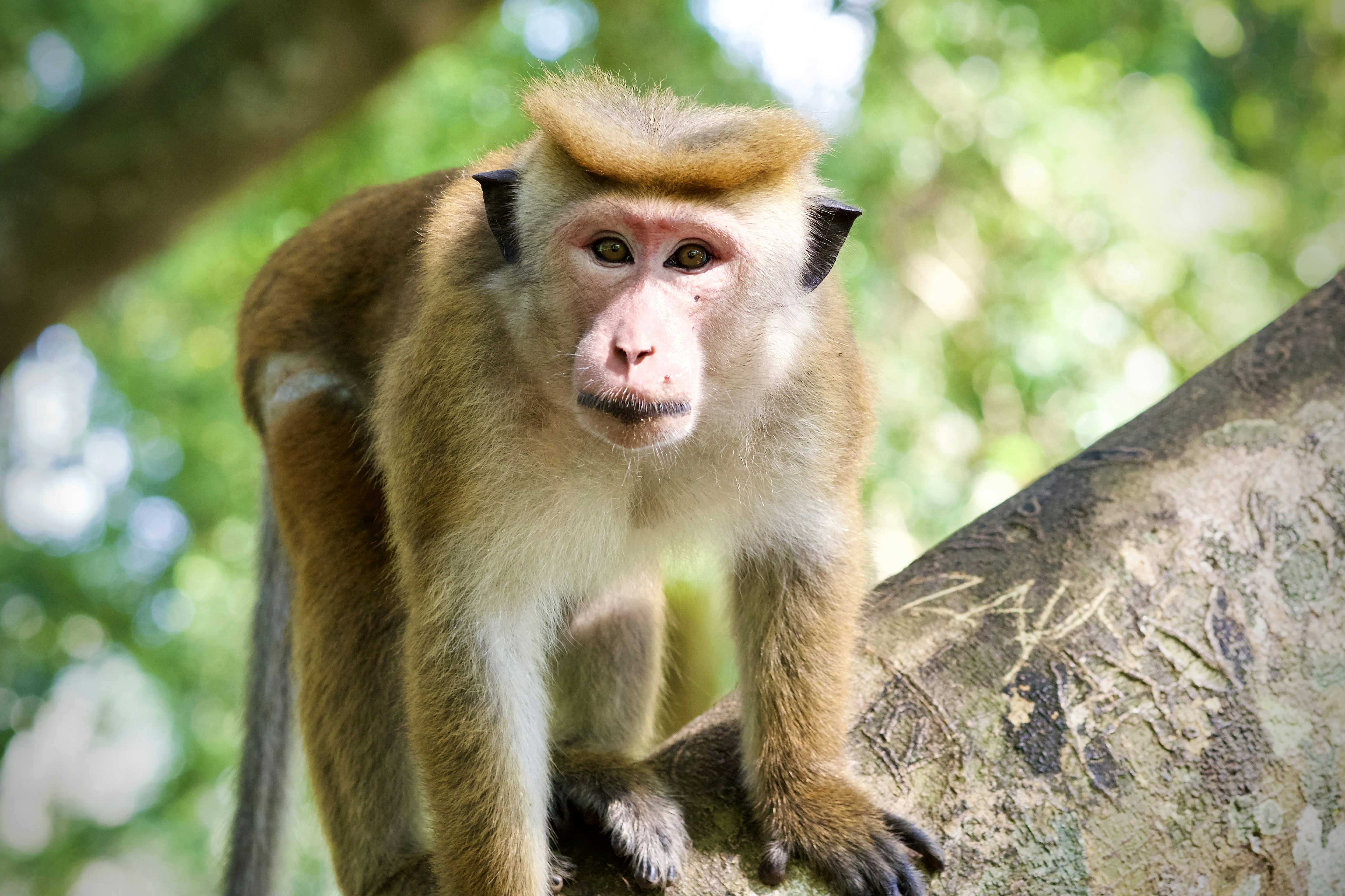 a monkey sitting on a tree
