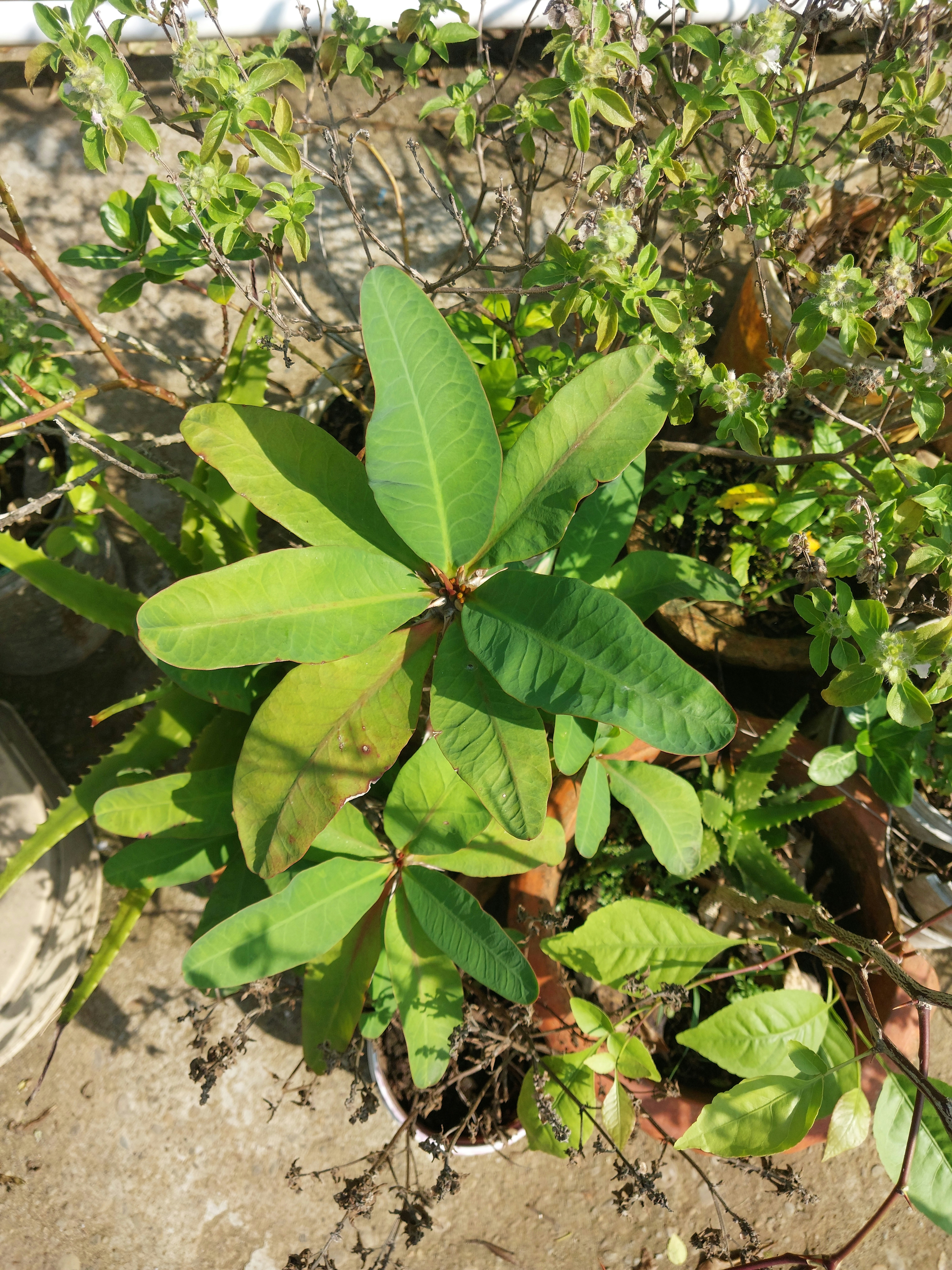  Sunlit Rosette: Green Leaves Form a Central Radial Cluster 