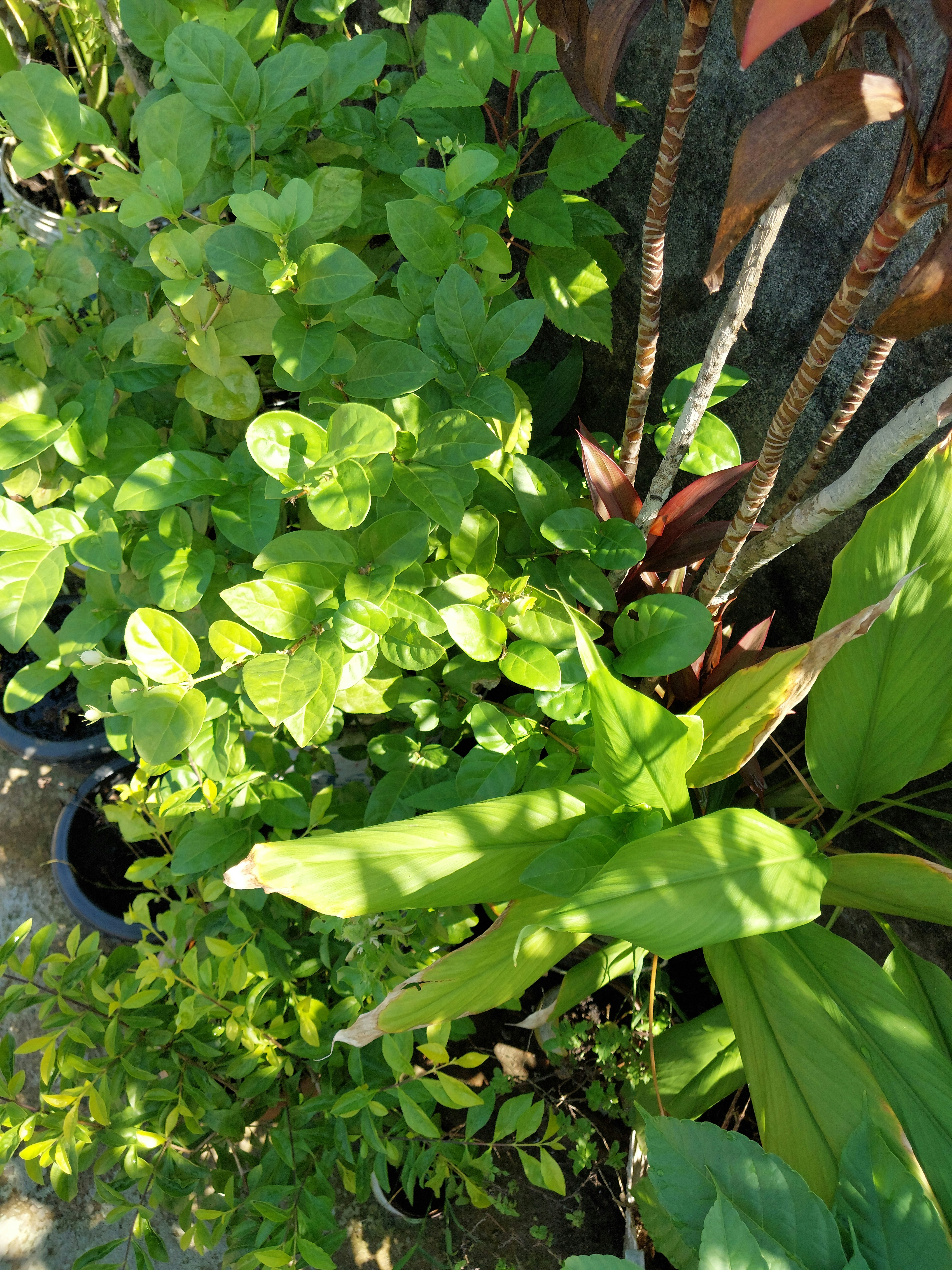 Photo by Ritom Sharma with Samsung Galaxy F23