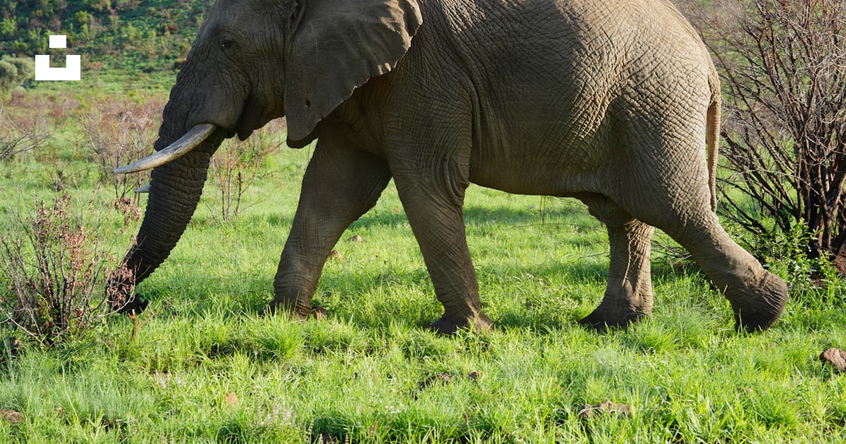 Foto Un Elefante Caminando En Un Campo Imagen Sudáfrica Gratis En