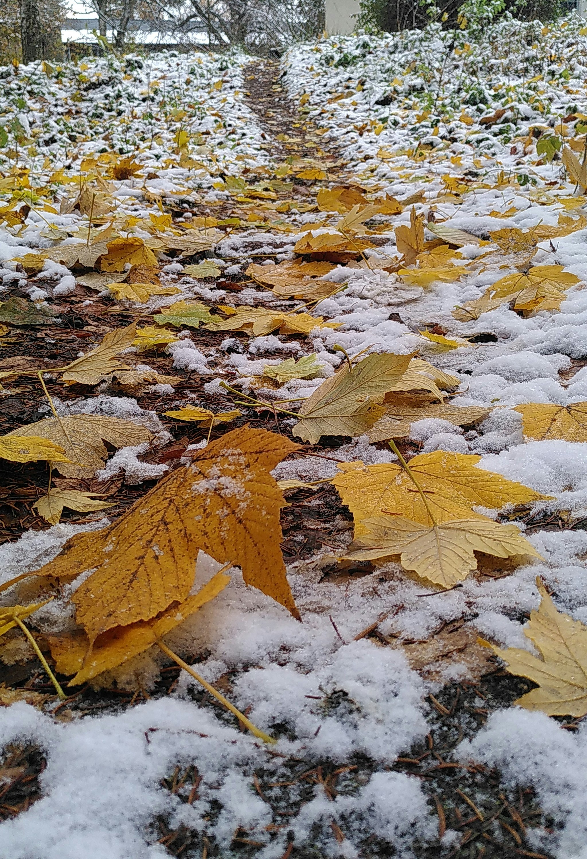 A pile of leaves and branches in a snowy area photo – Free Autumn Image on Unsplash