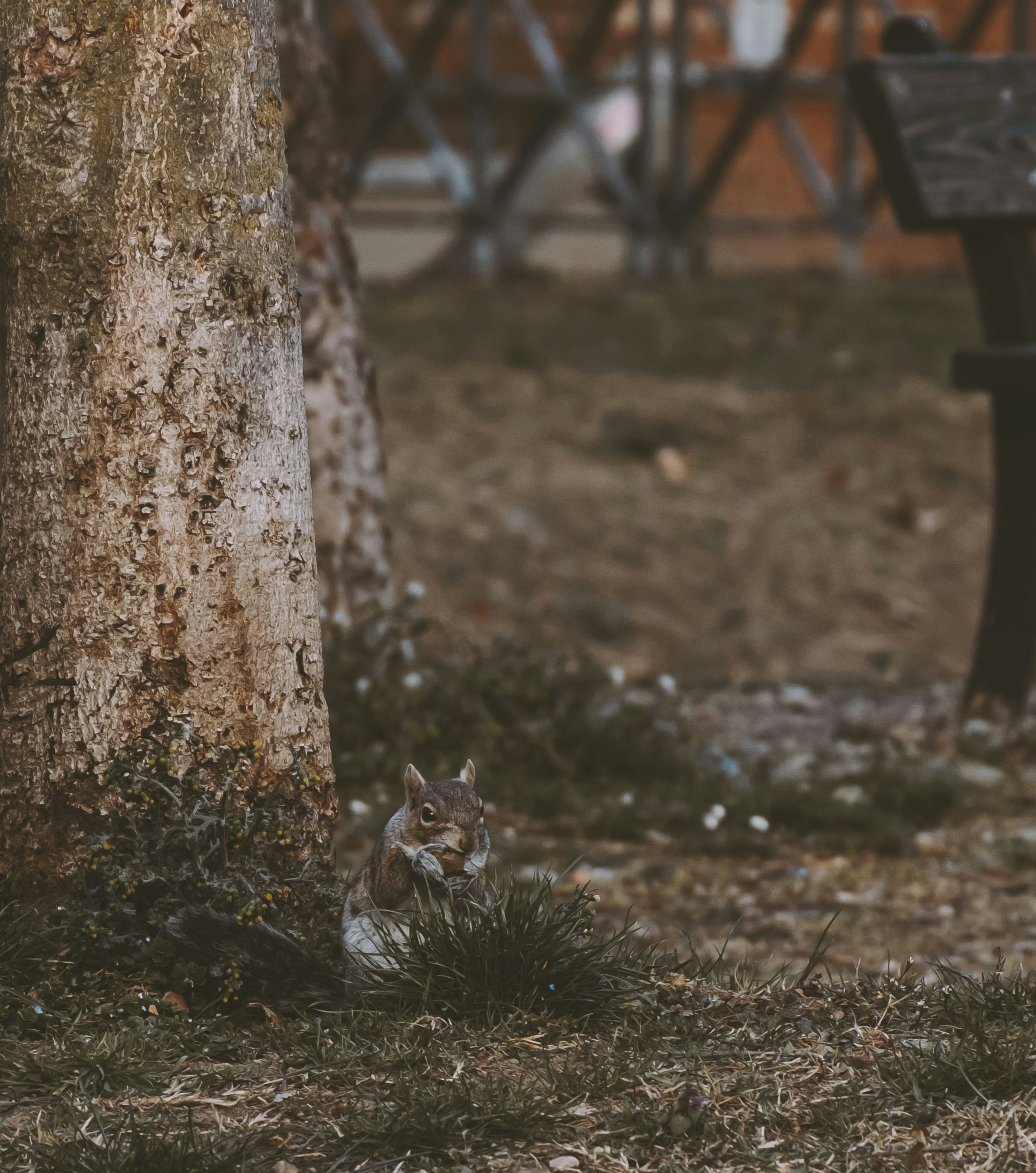 Squirrel at the Trunk: A Quiet Park Moment