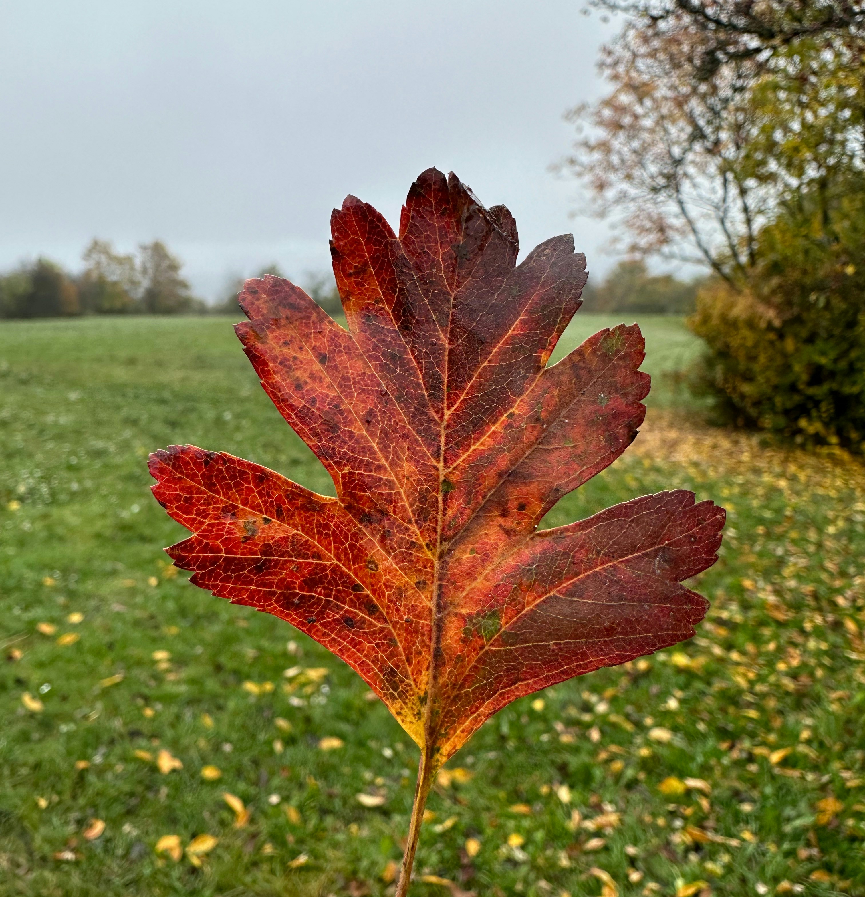 Crimson Leaf Portrait: Autumn Veins Illuminated Against a Quiet Field