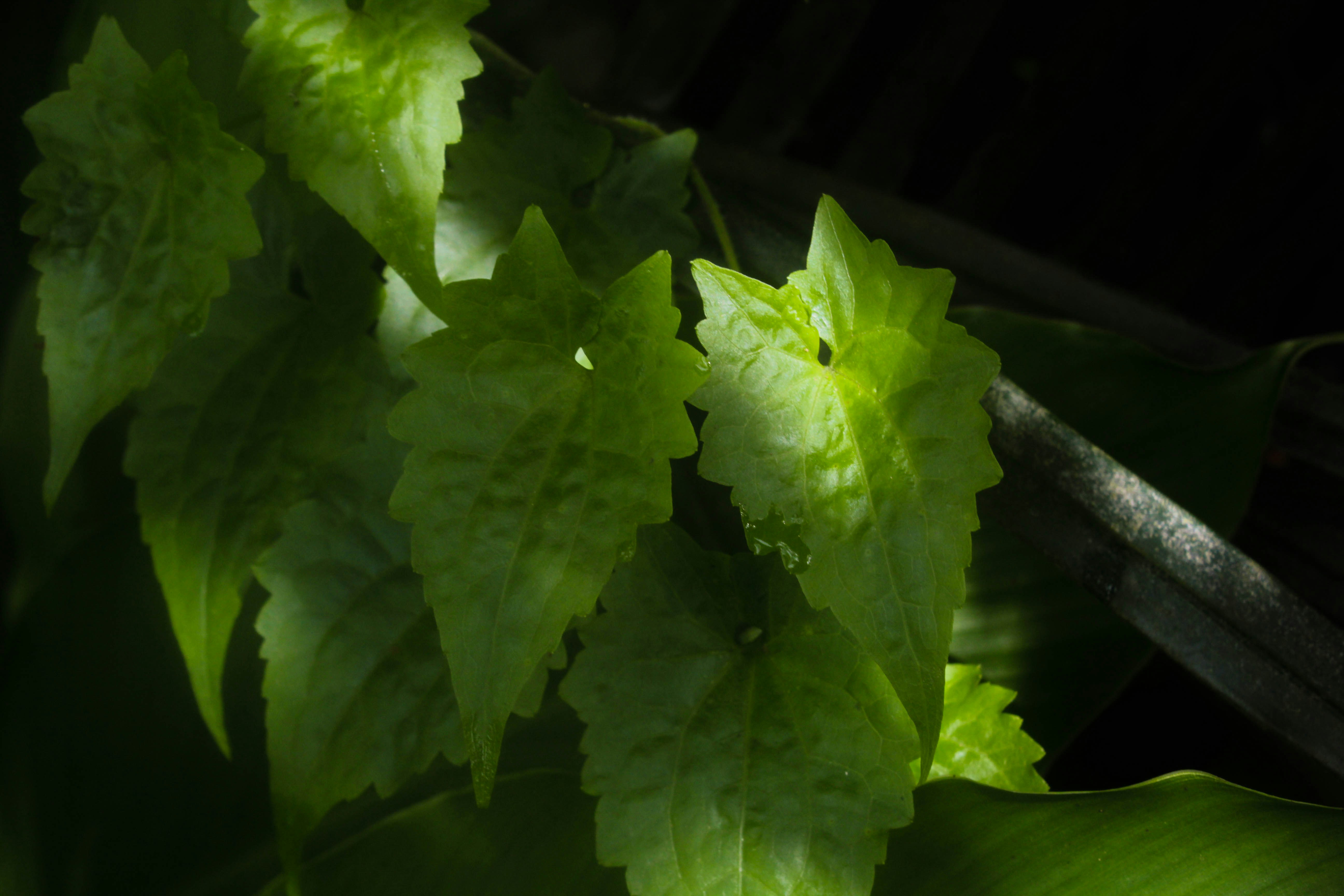 Sunlit Green Veins: Close-Up of Leaf Texture in Deep Shadow