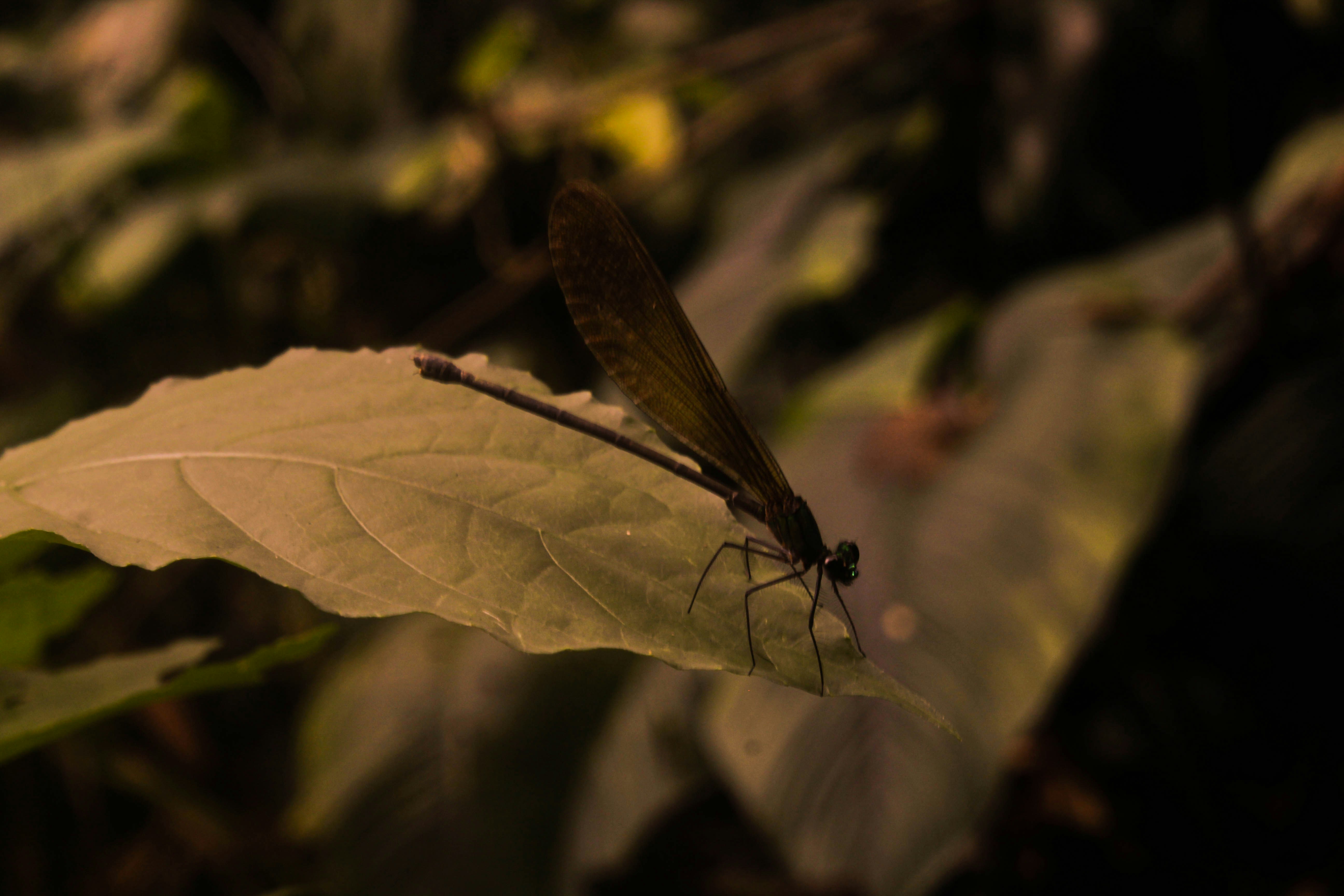 Dragonfly from silence