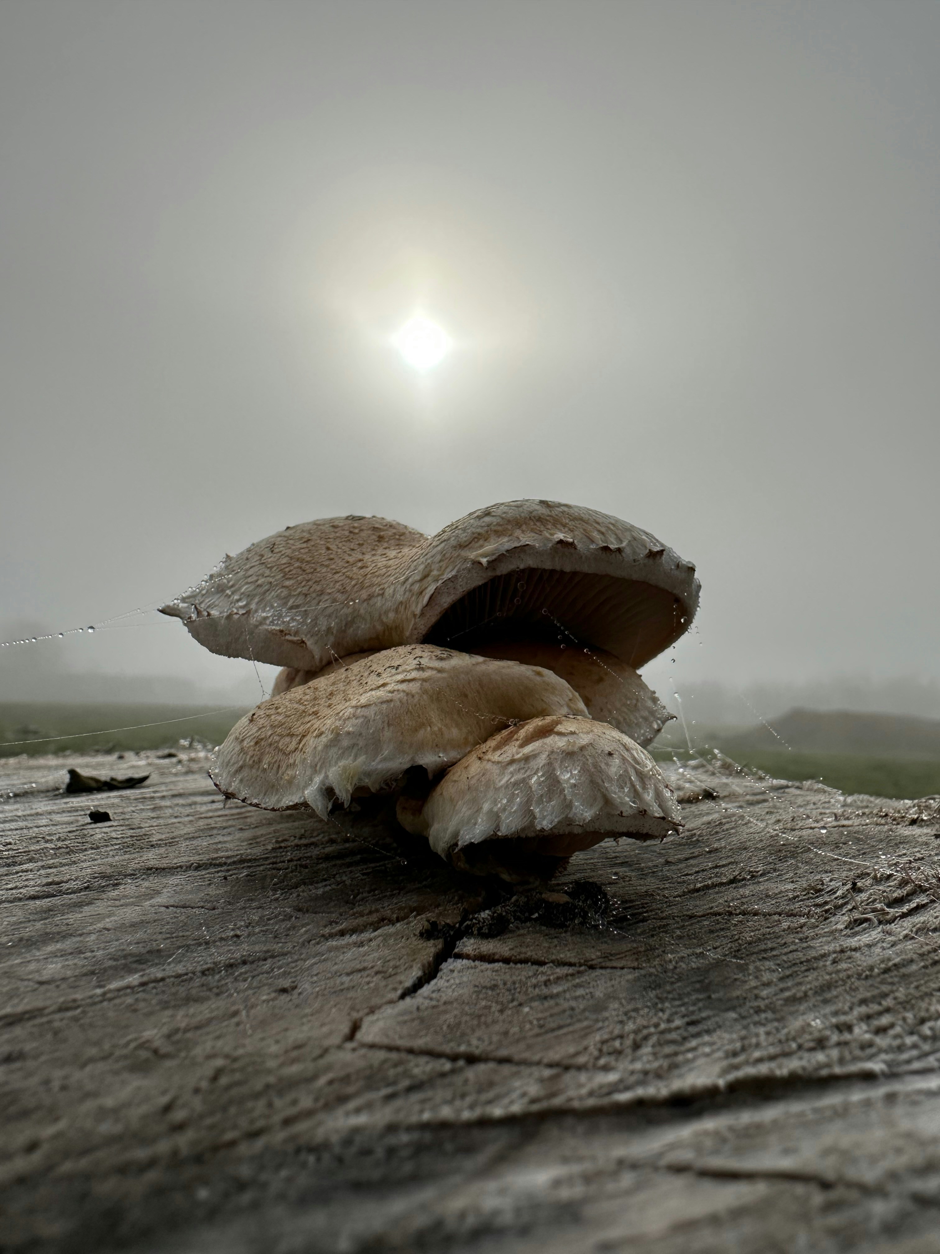 Quiet Dawn Fungi: Stack of Mushrooms on Weathered Wood