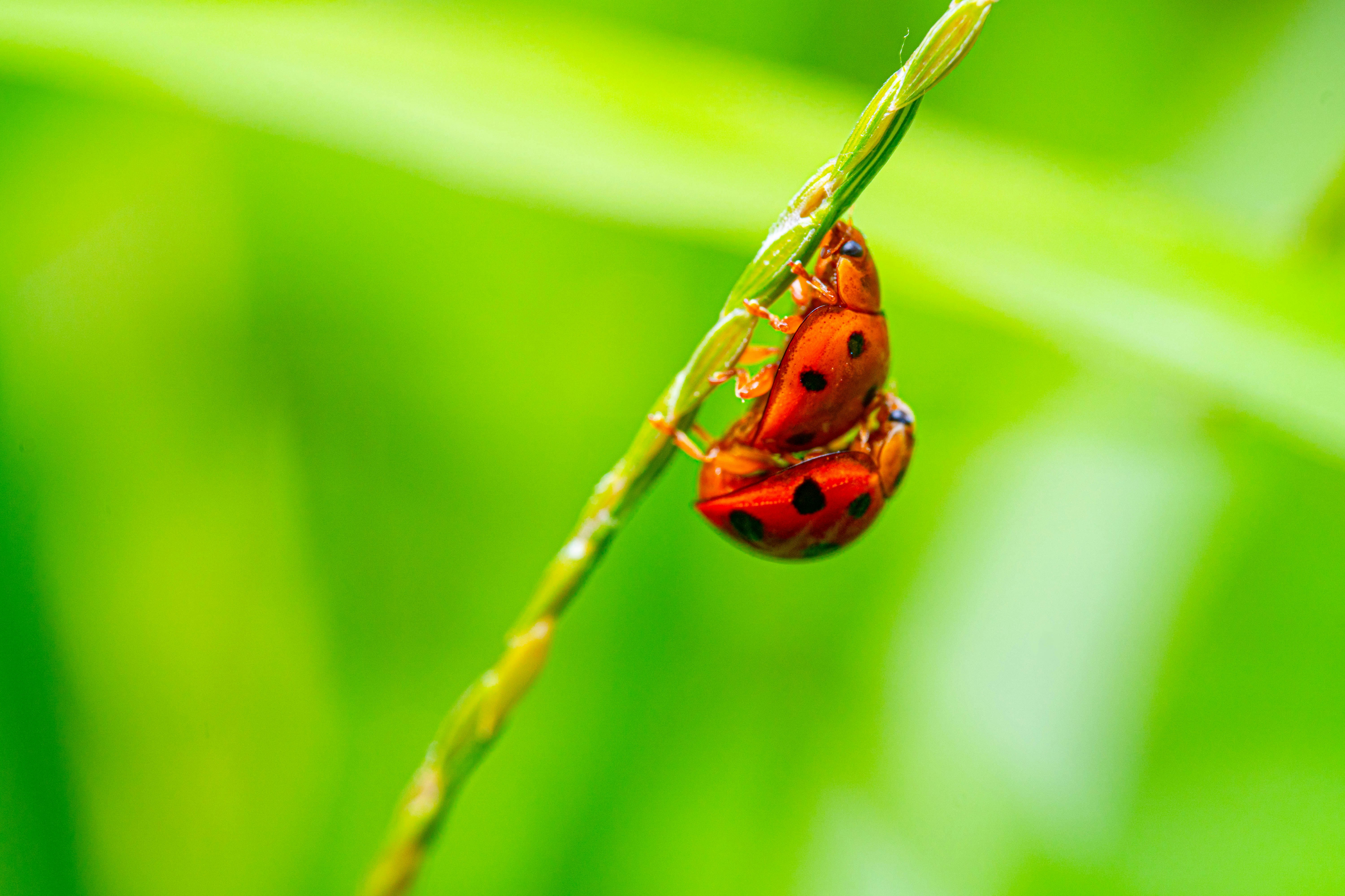 Red Citizen on a Green Wire: a Ladybug Clings to a Blade