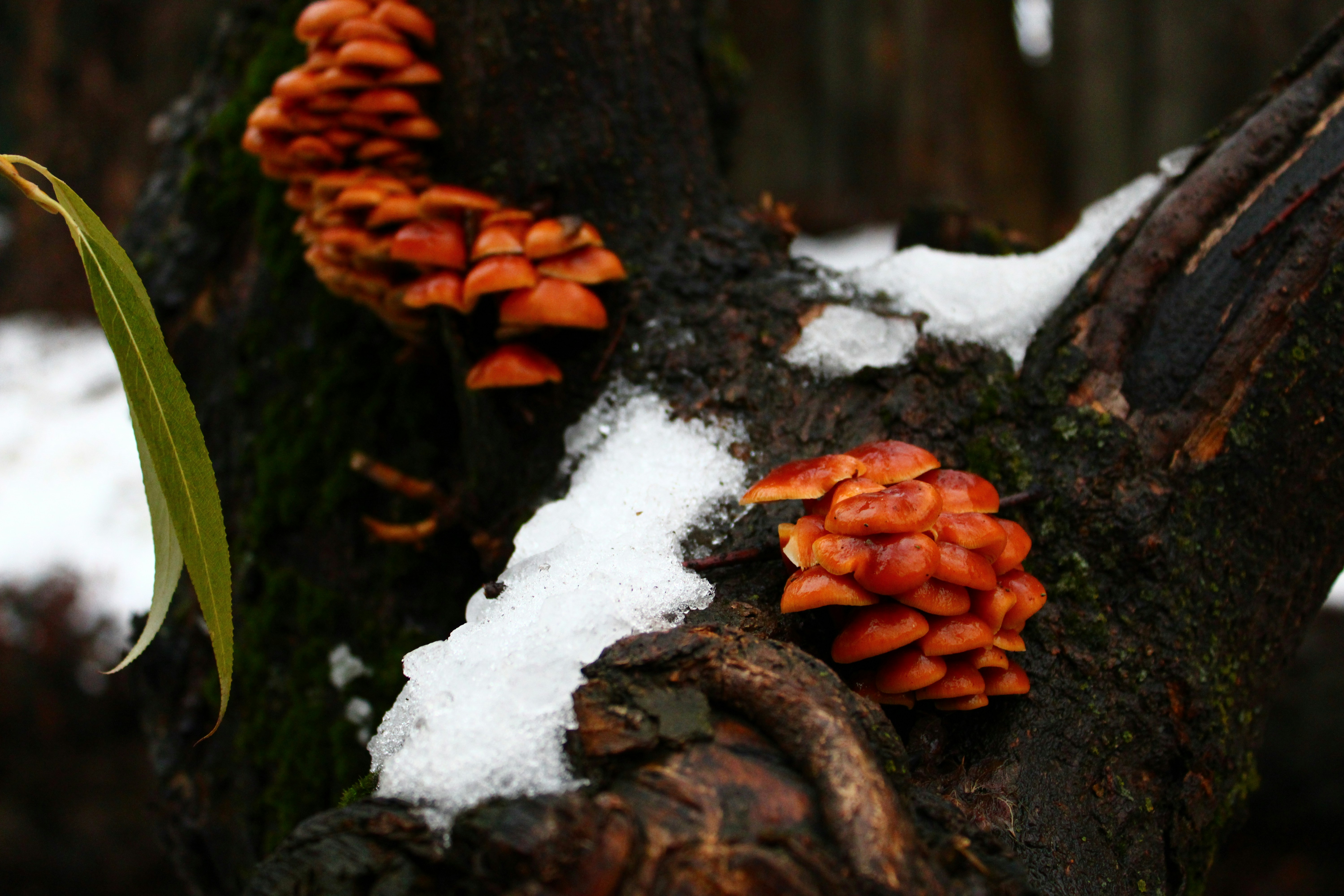 Snow-Dusted Log Hosts Bright Orange Shelf Fungi