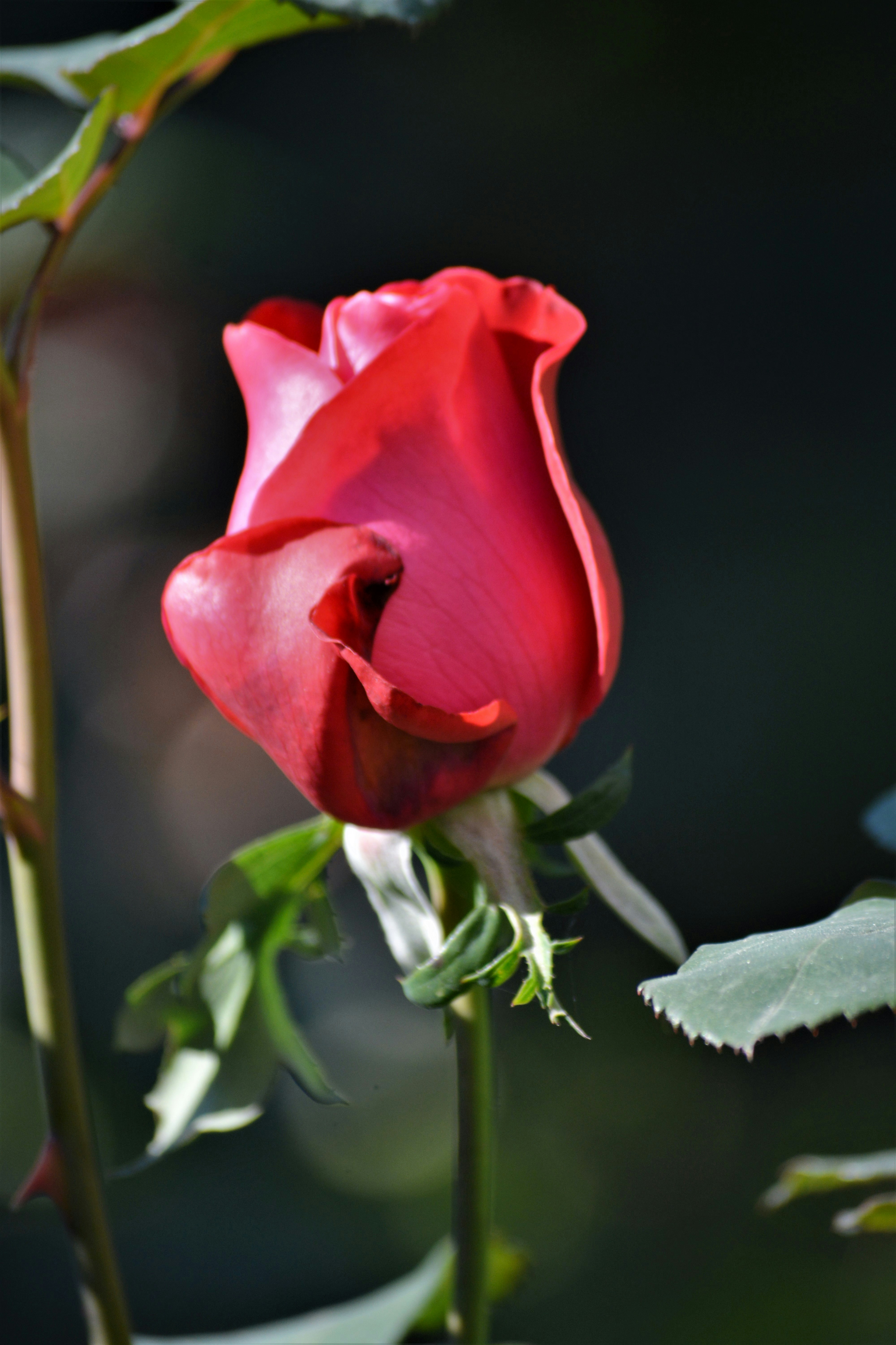 Une rose rouge aux feuilles vertes photo – Photo Ukraine Gratuite sur ...