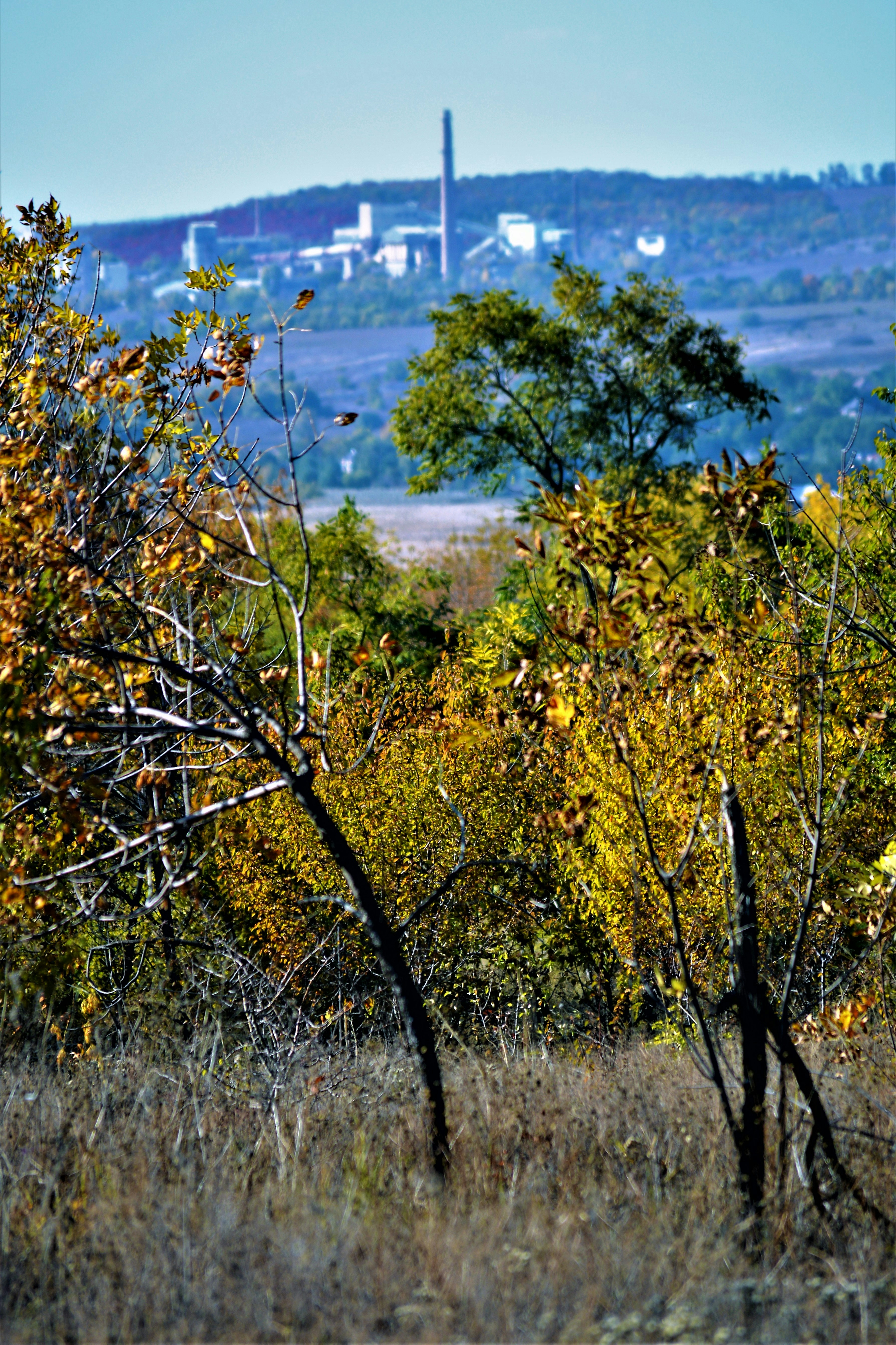 Autumn Fronds Framing a Distant Chimney on the Horizon