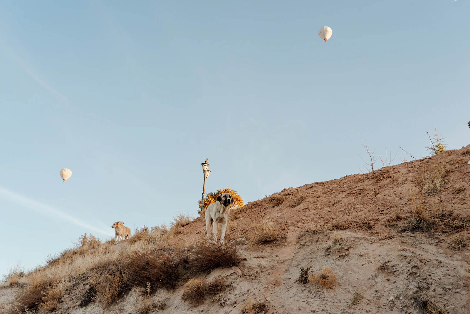 Dog on a Dune: A Calm Perch Above the Desert Ridge