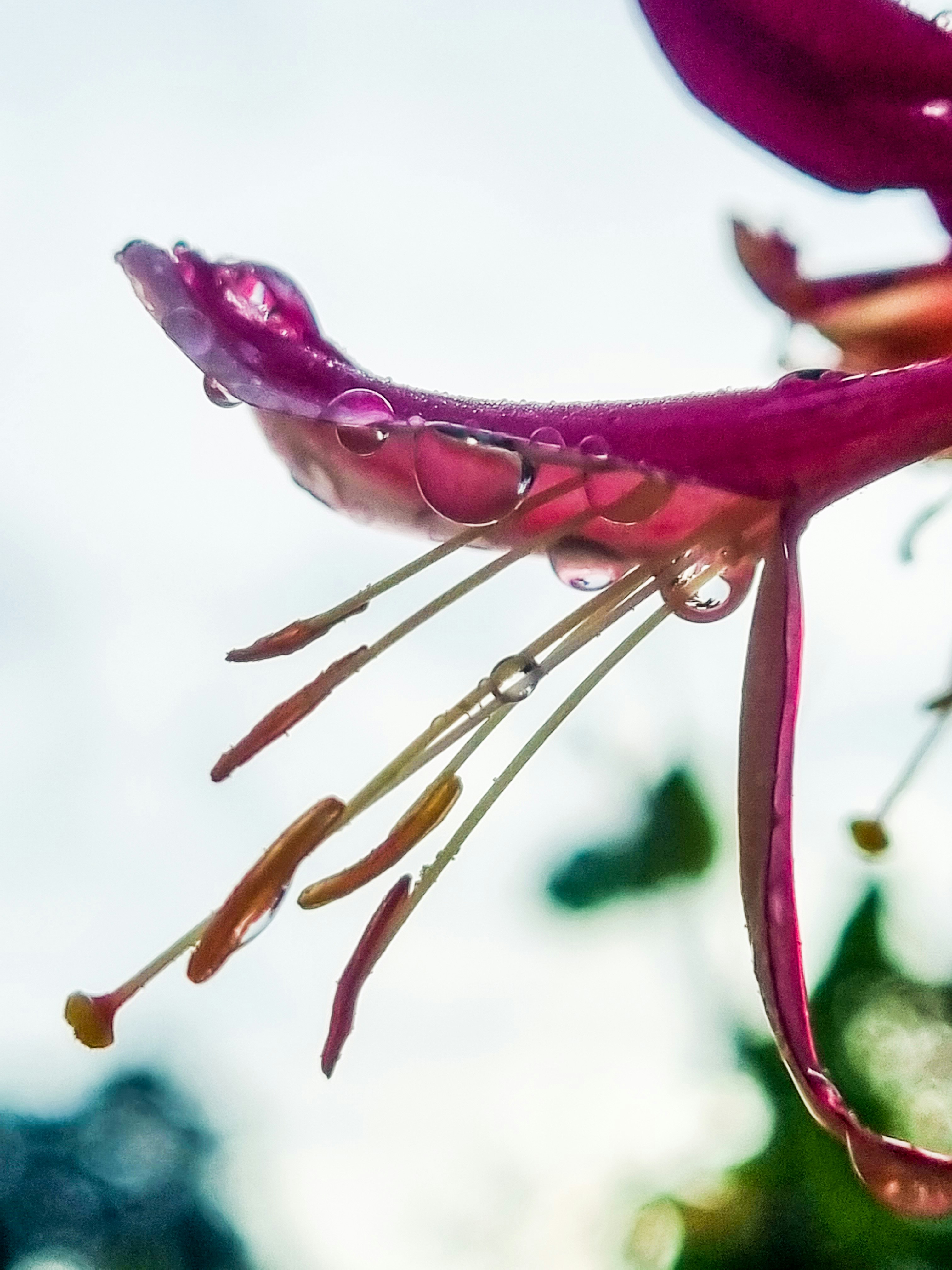 Dew-Kissed Magenta: Close-Up on a Flower's Stamen