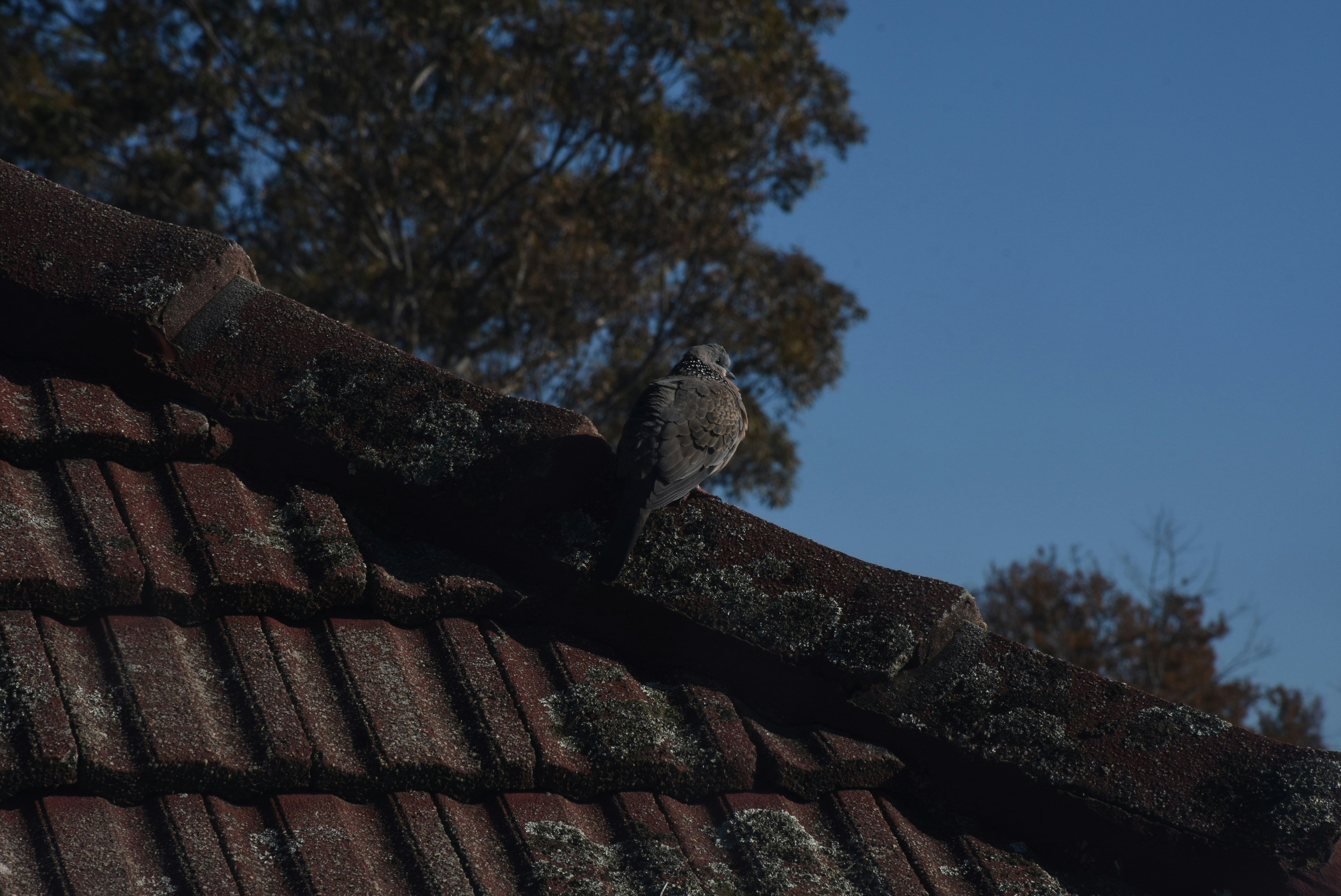 Bird nesting in the sun on a crisp morning