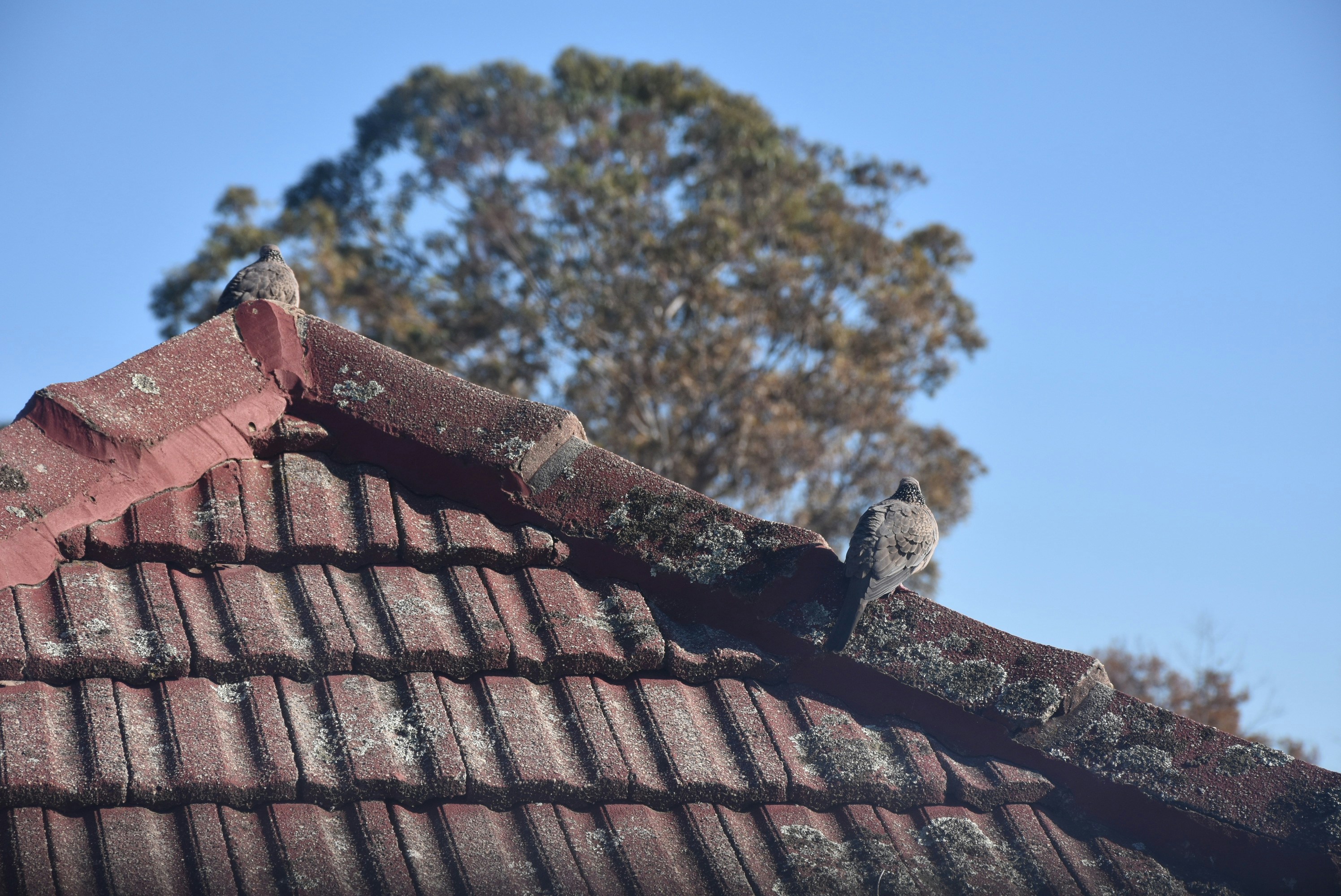 Birds nesting in the sun on a crisp morning