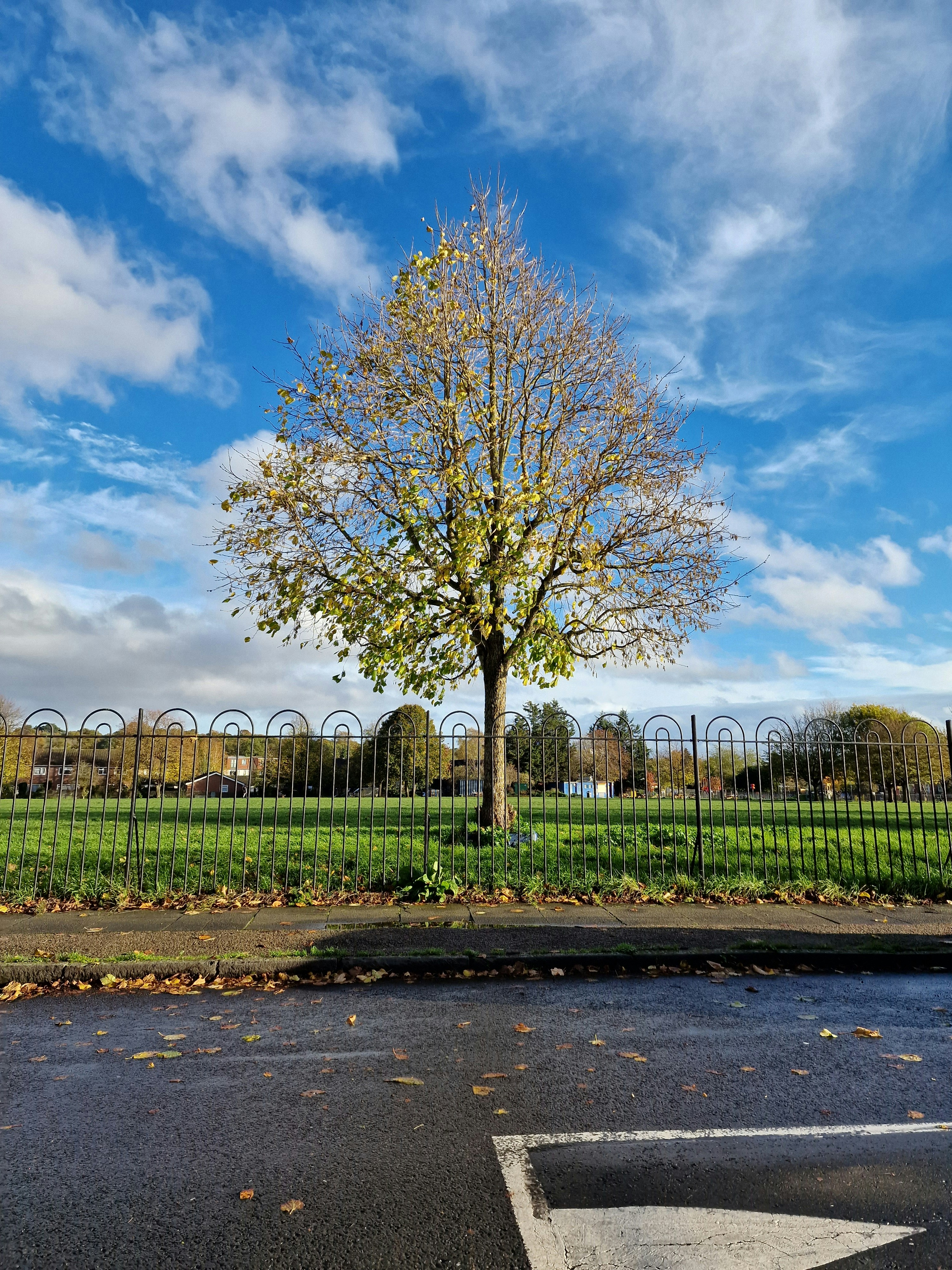 Lone Tree Framed by Curved Fence Under a Crisp Autumn Sky
