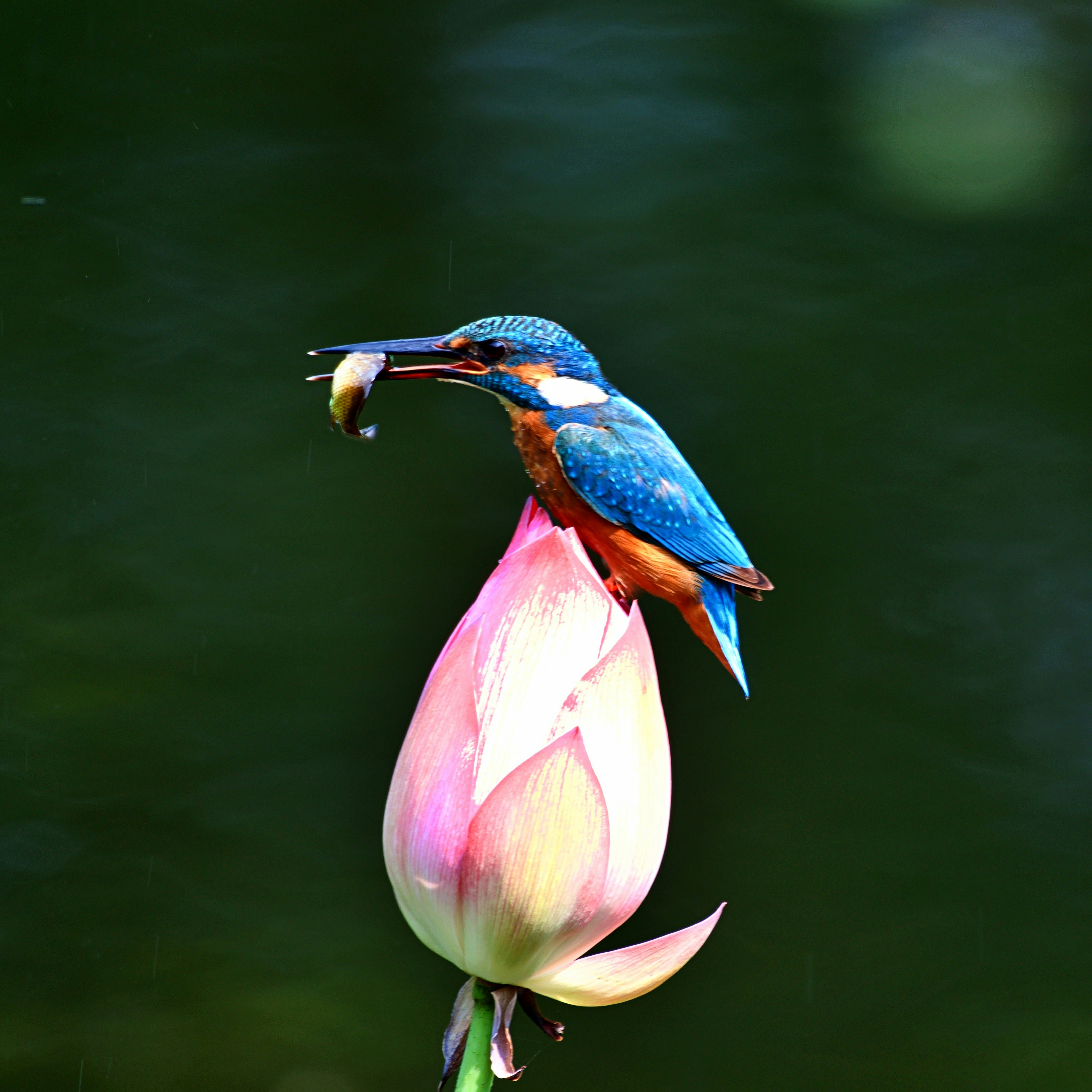 Azure Kingfisher Perched on a Pink Lotus Bud Against Velvet Green