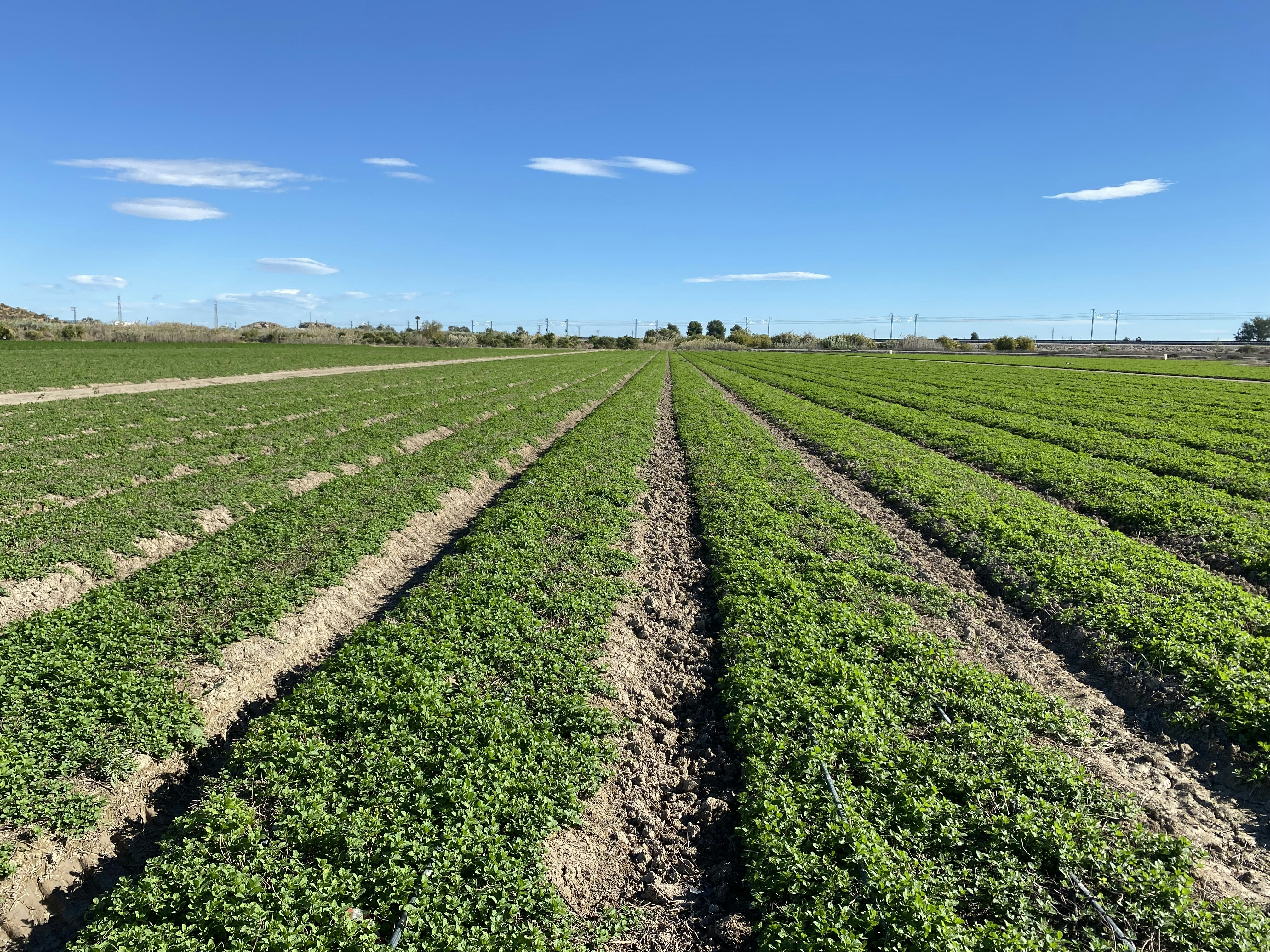 Toward the Horizon: Parallel Green Ribbons in a Farmland Field