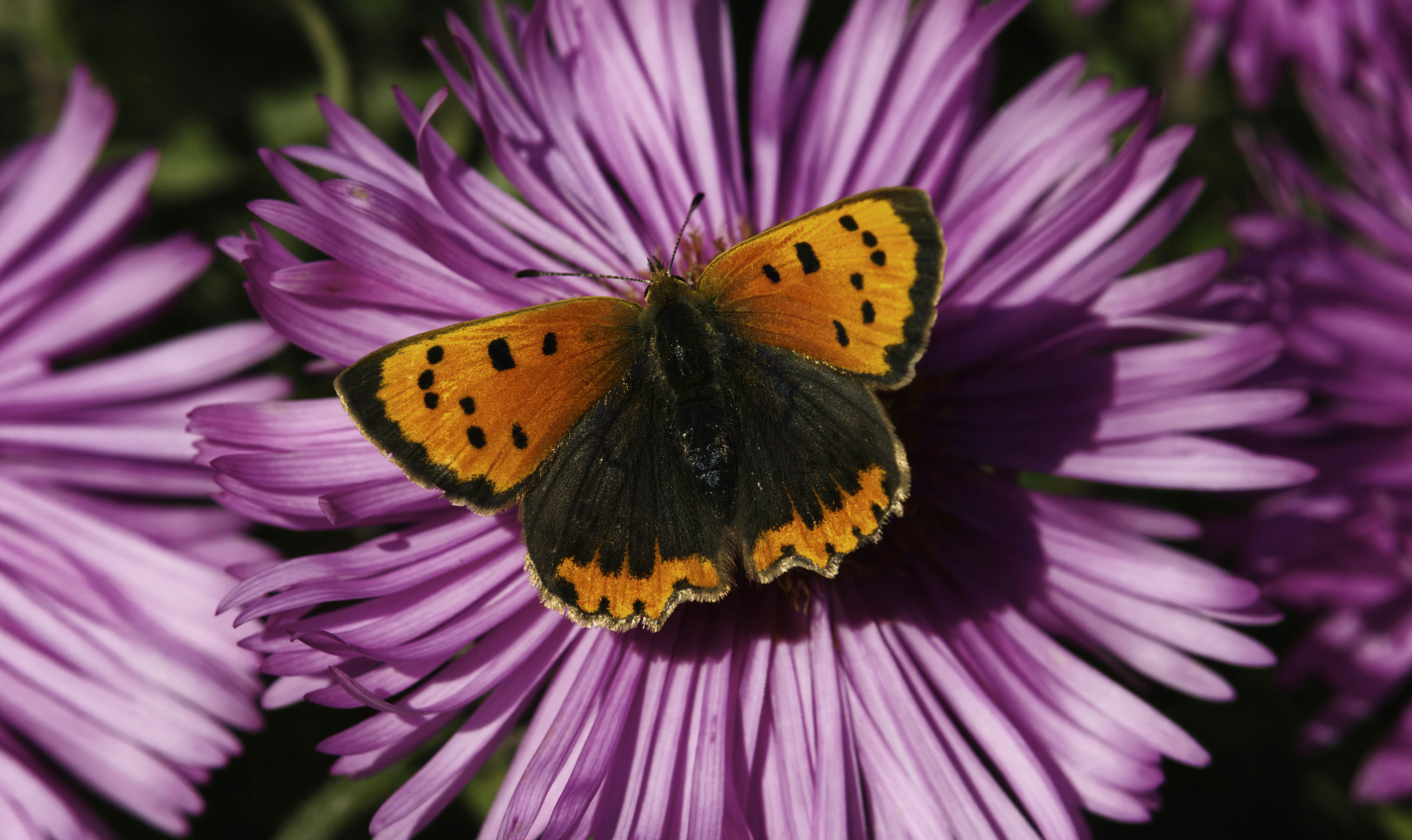Scarlet Wing on Violet Velvet: A Butterfly Resting on a Daisy-Like Bloom
