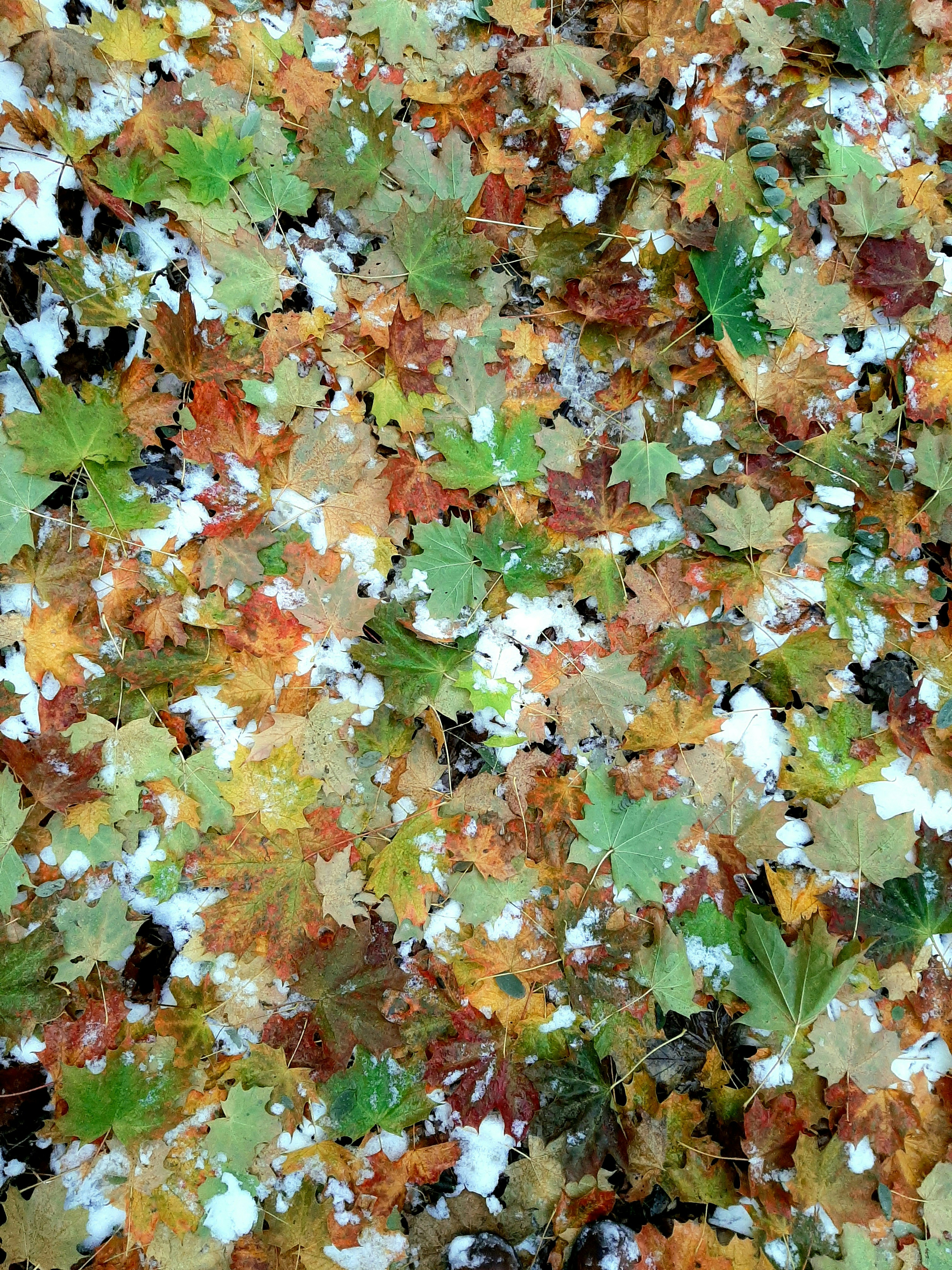 Snow-Kissed Maple Carpet: Autumn Leaves in a Quiet Transition