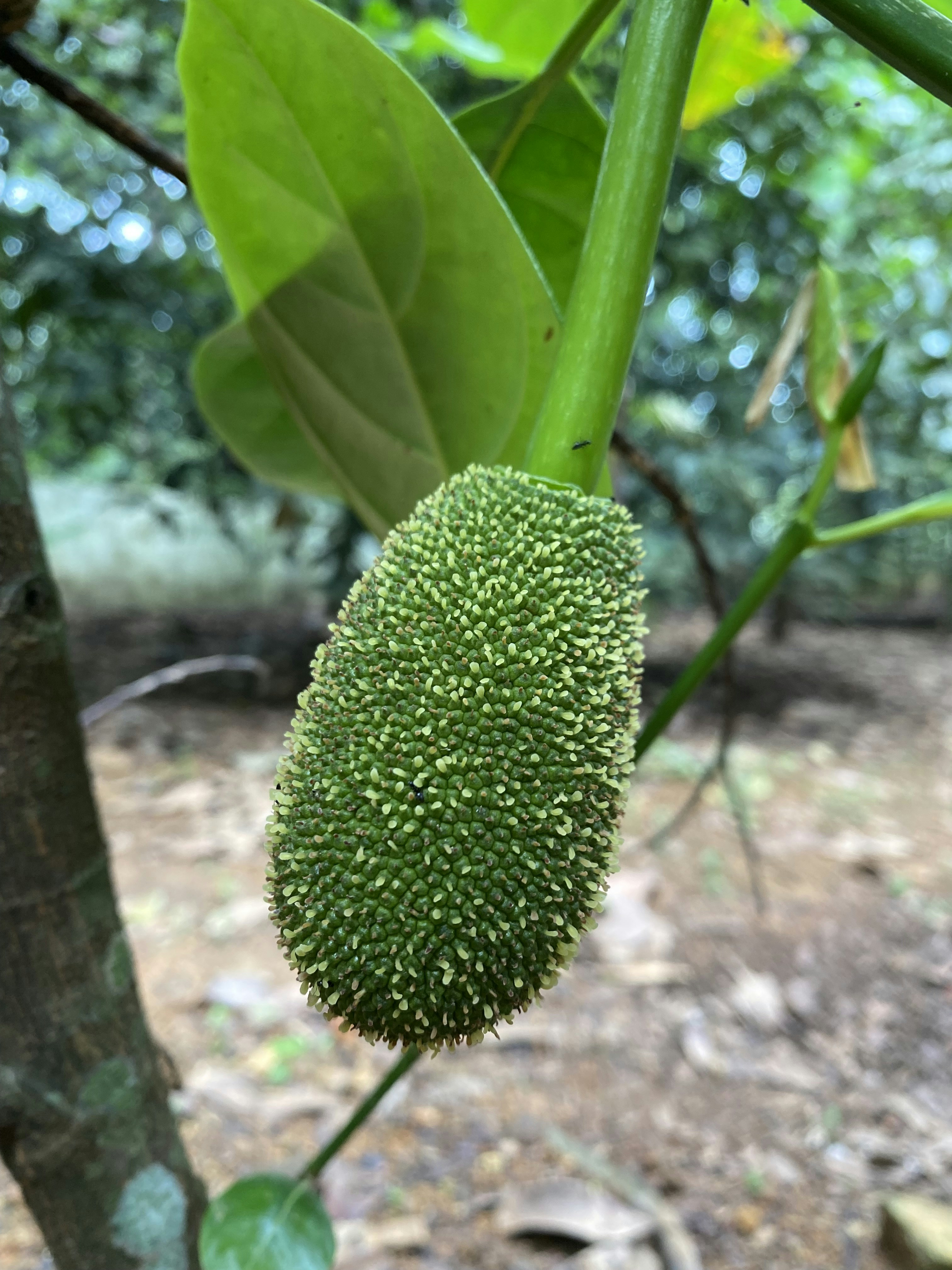 Close-Up on a Knobby Green Fruit in a Quiet Garden