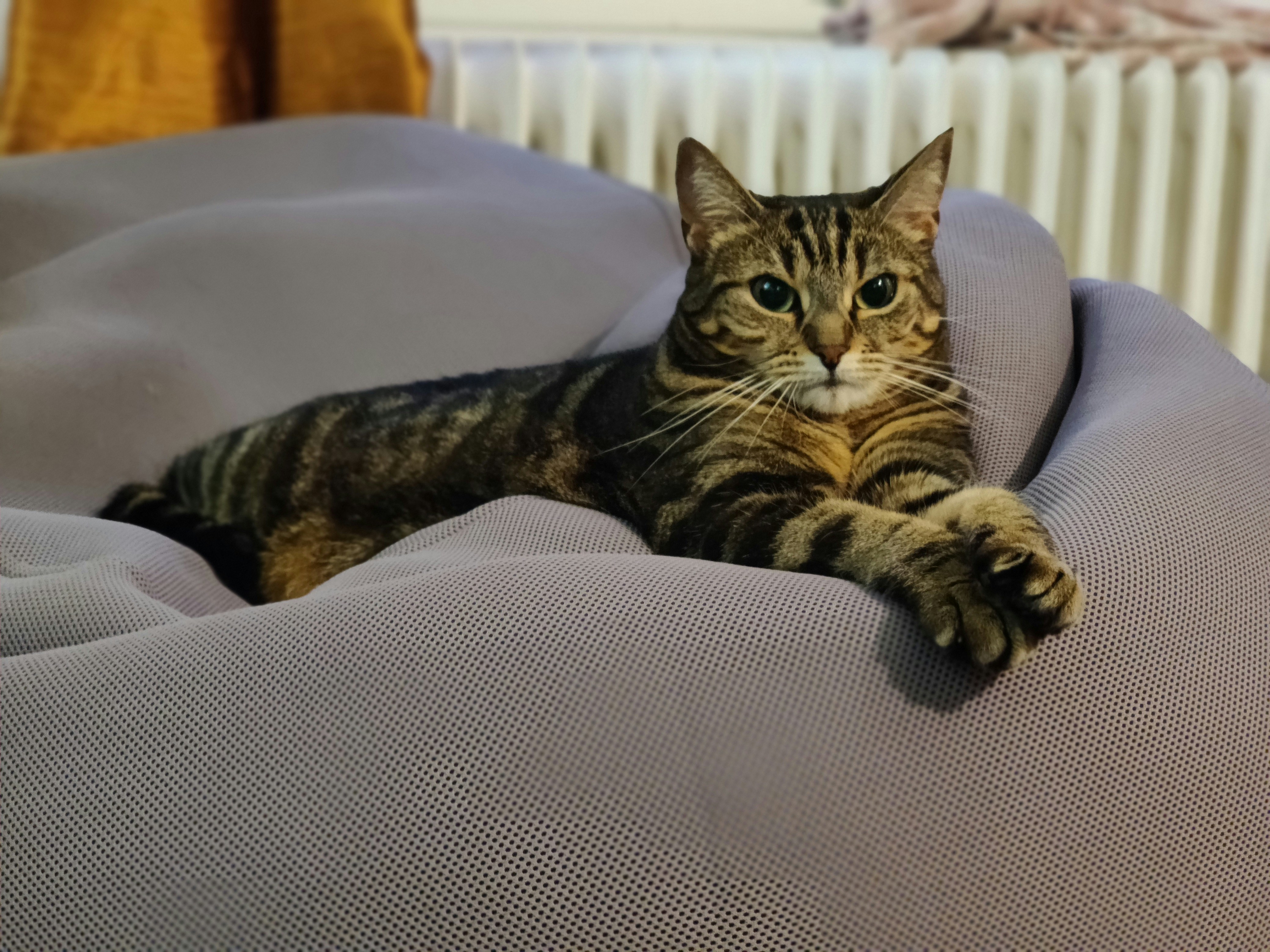 a cat lying on a couch