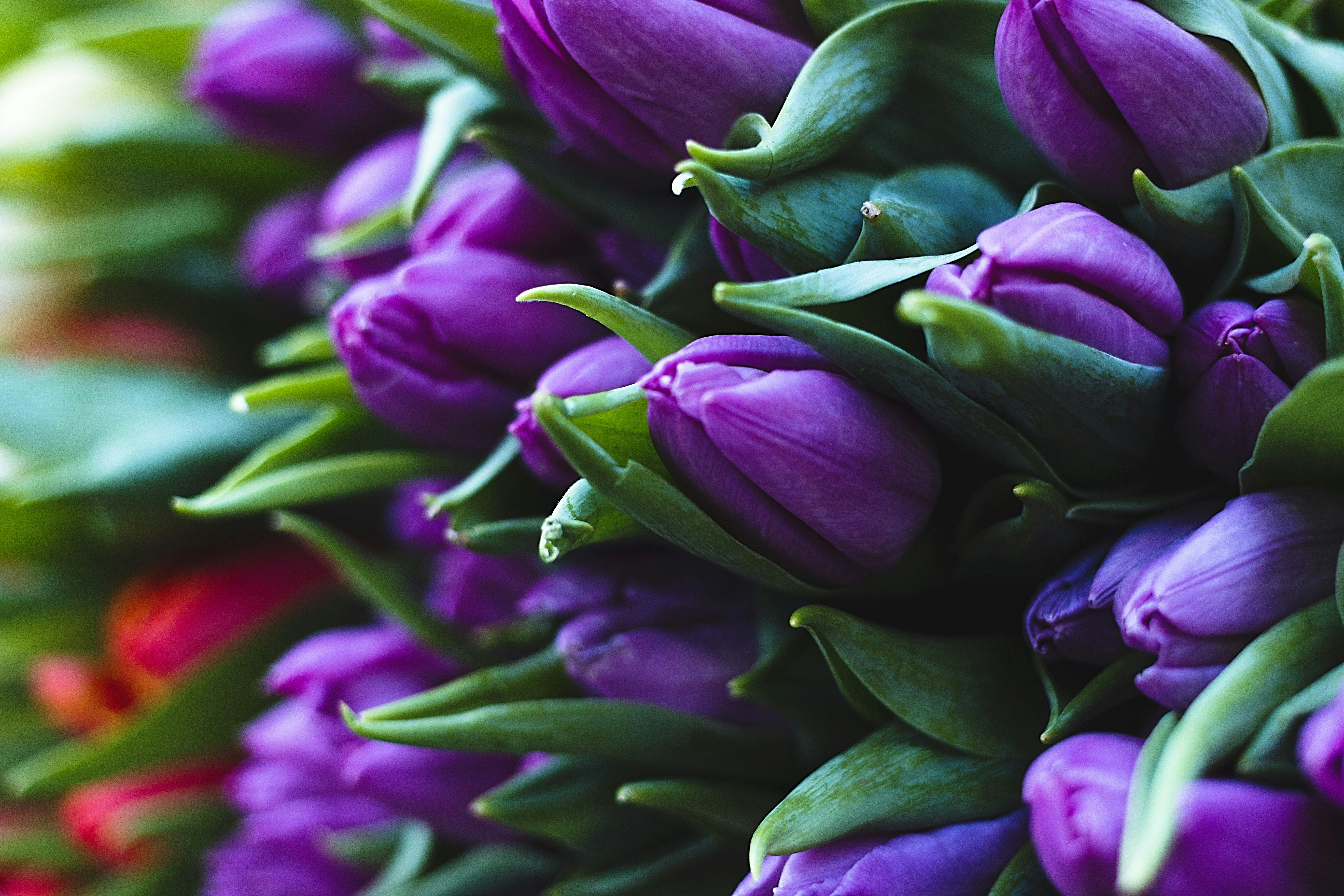 Velvet Purple Tulips: A Close-Up Study of Color and Texture