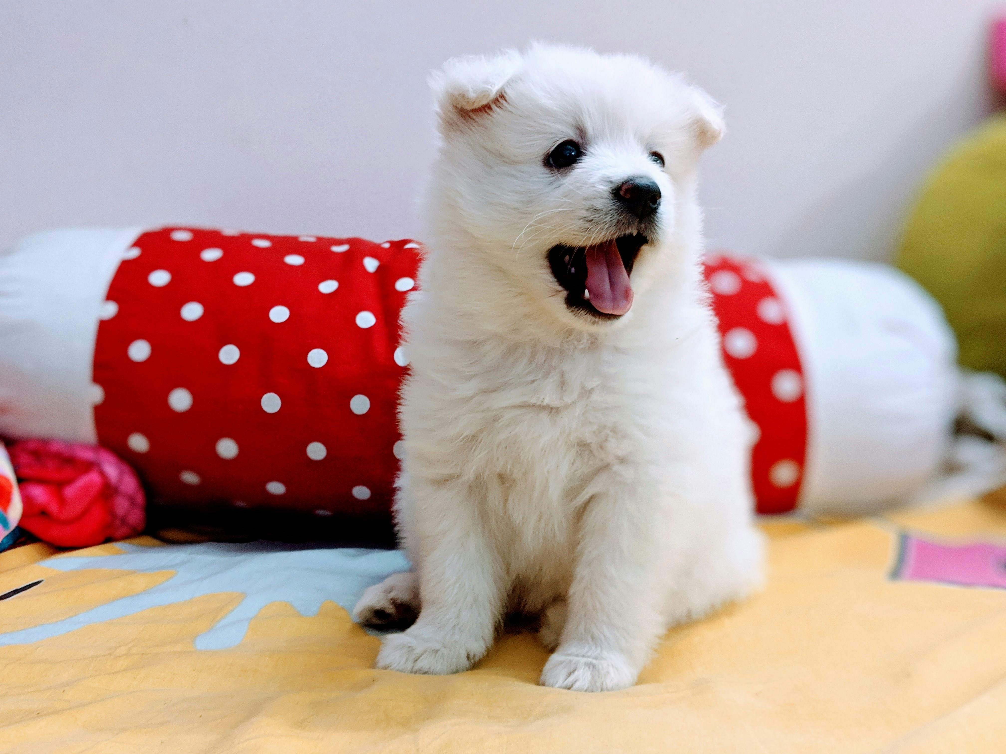 Fluffy White Puppy Yawns Amid Red Polka-Dot Cushions