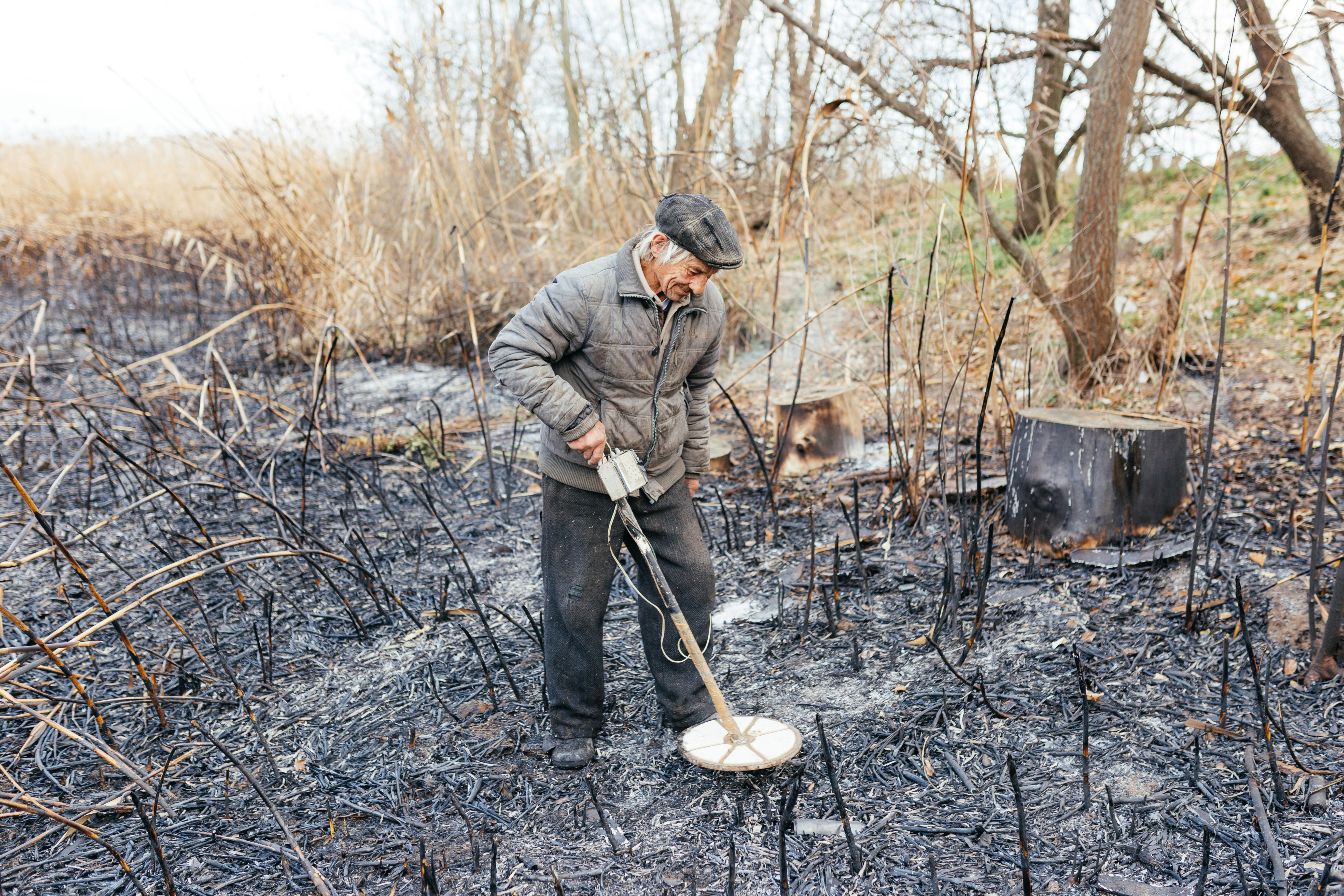 Elderly man using a metal detector on a charred landscape after a fire, surrounded by blackened vegetation and remnants of trees.