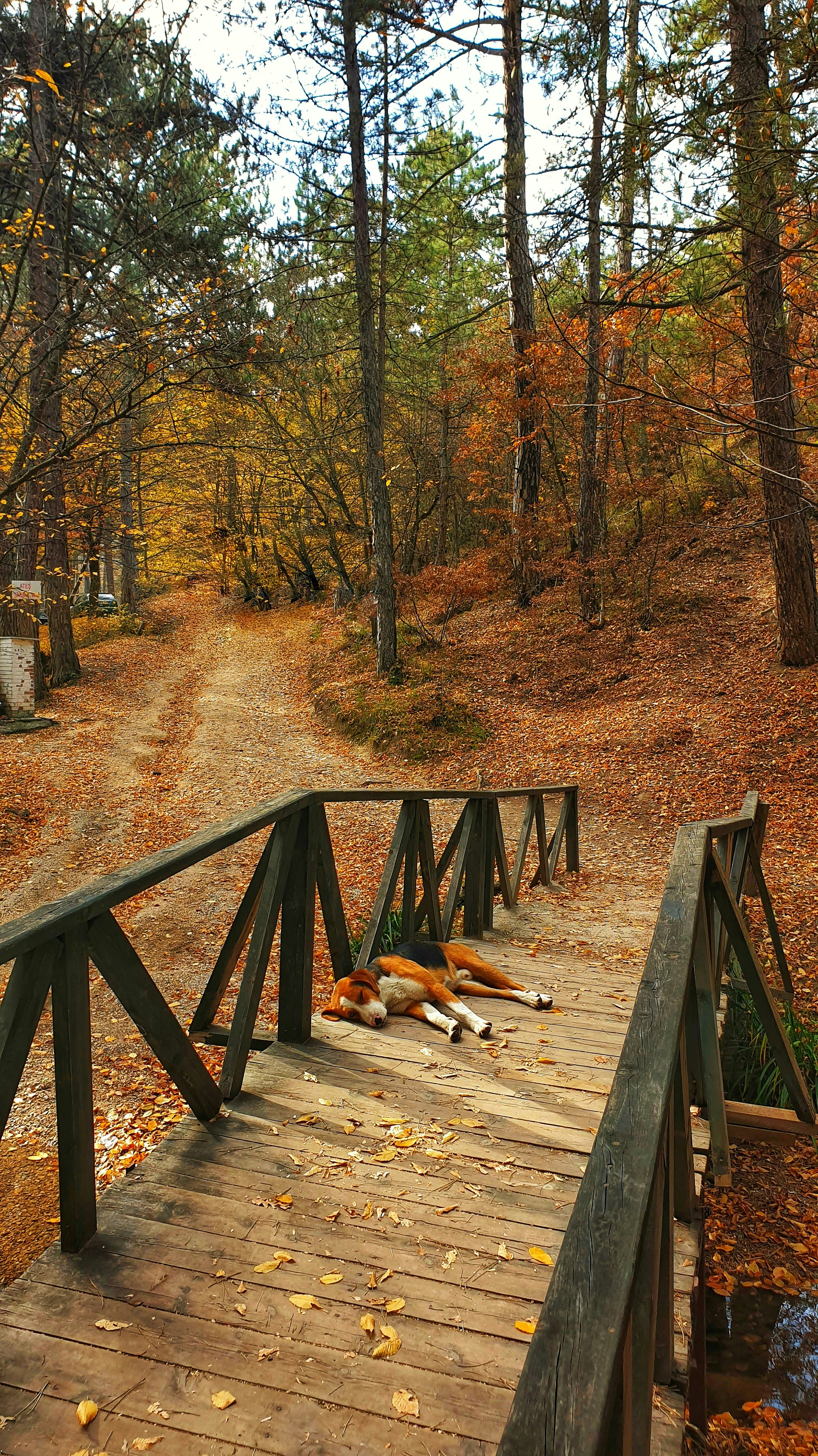a dog lying on a wooden bridge