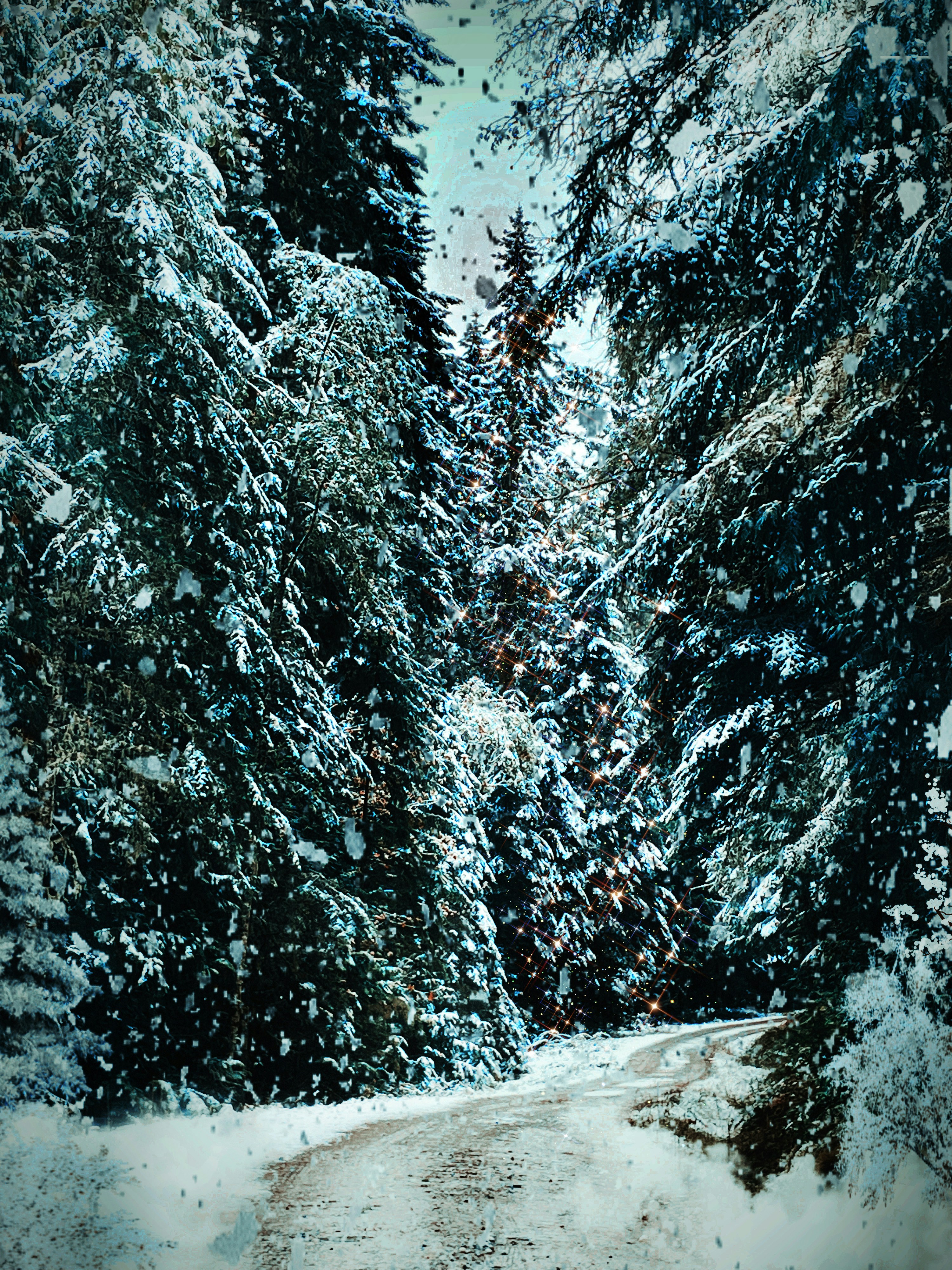 Snowbound Pines: A Narrow Path Between Snow-Frosted Giants