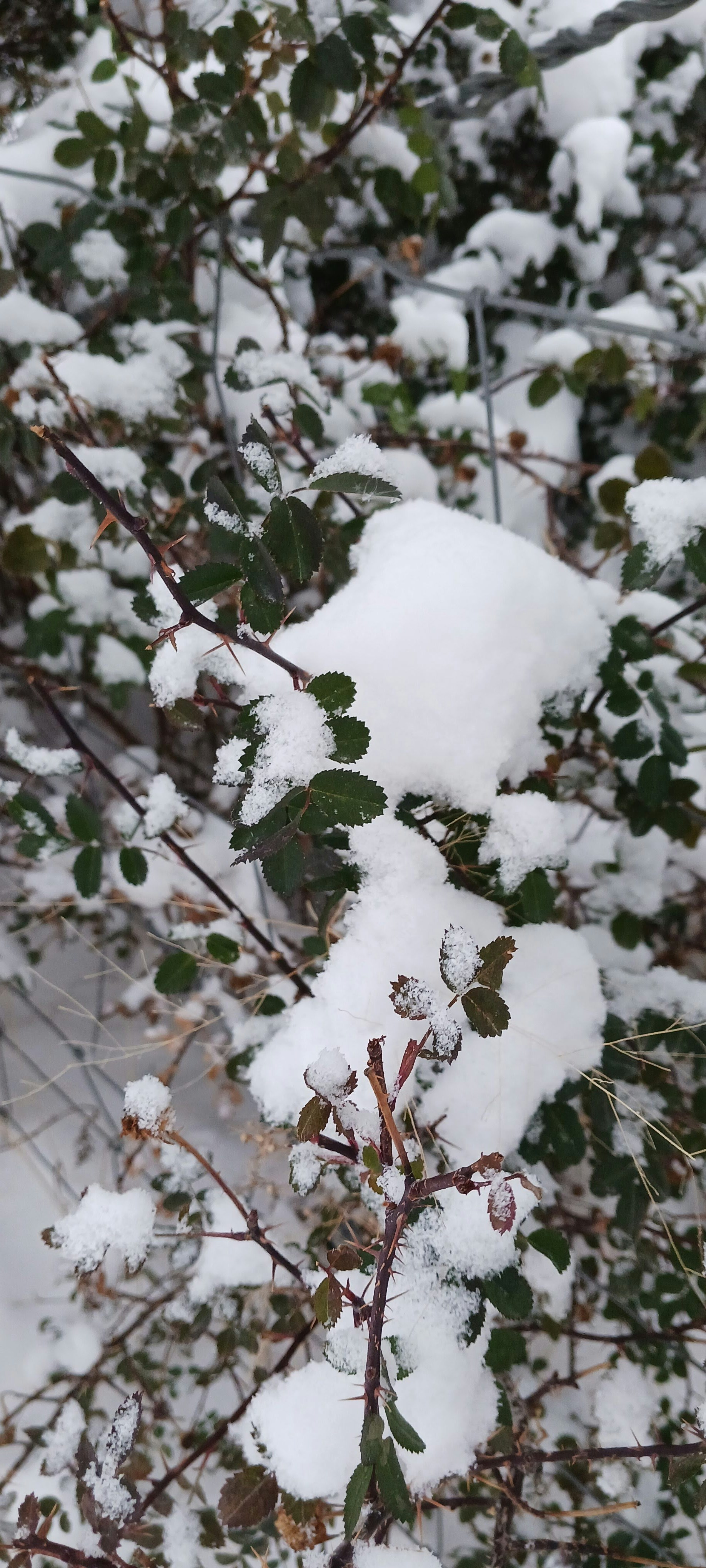 Snow-Capped Hedgerow: Quiet Winter Details