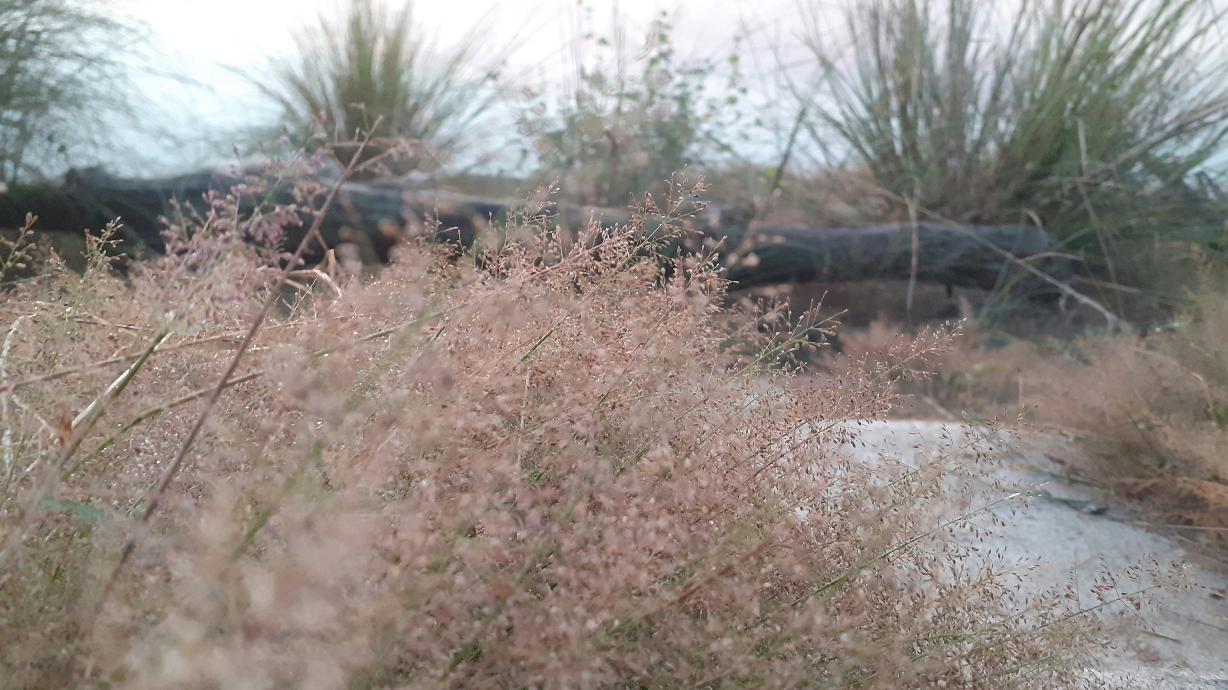 Delicate grass flowers in a dry, arid landscape with sparse vegetation.