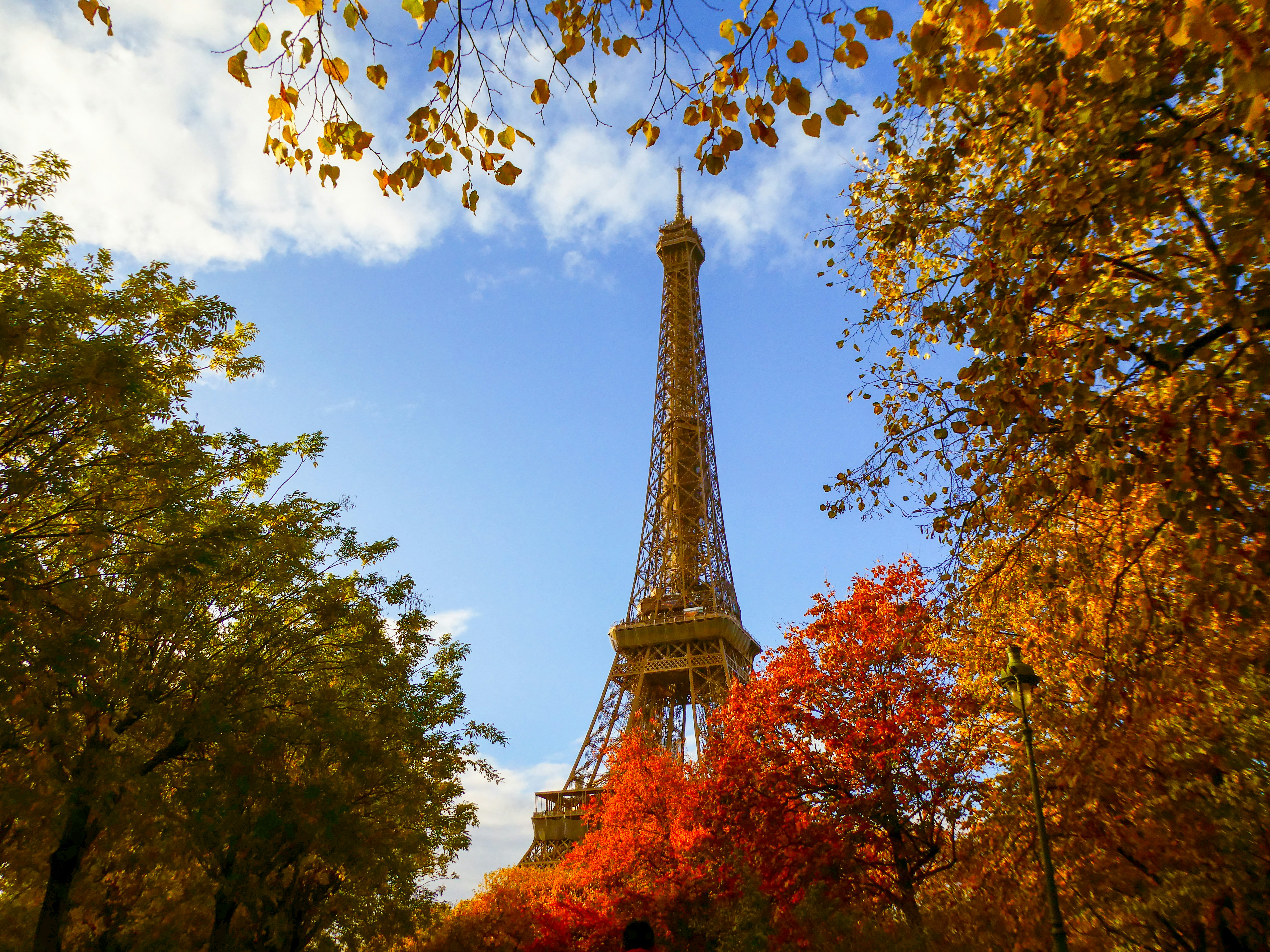 Golden Canopy Framing the Eiffel Tower in Autumn Light