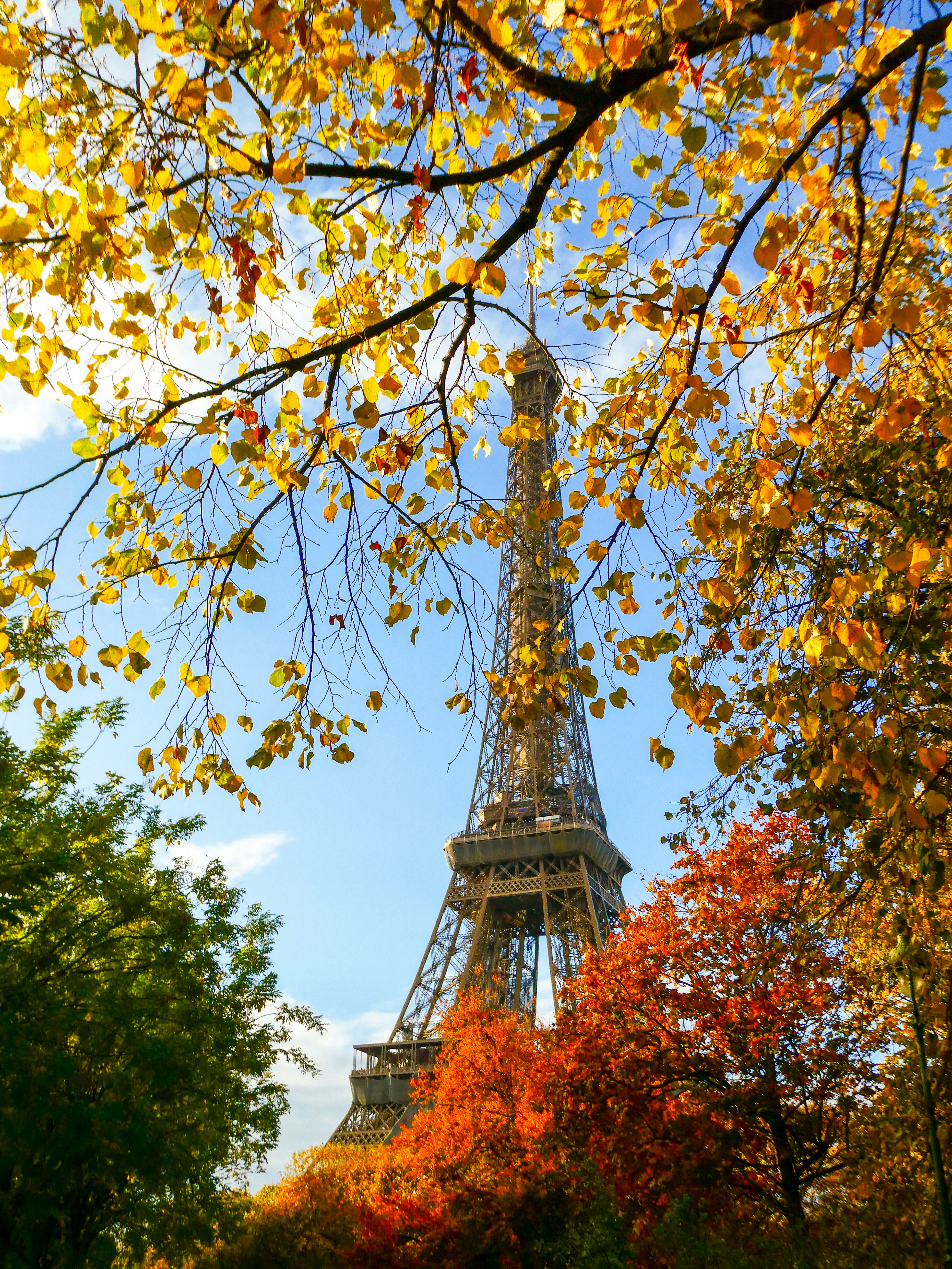 Golden Canopy over Paris: Eiffel Tower Framed by Autumn Fire