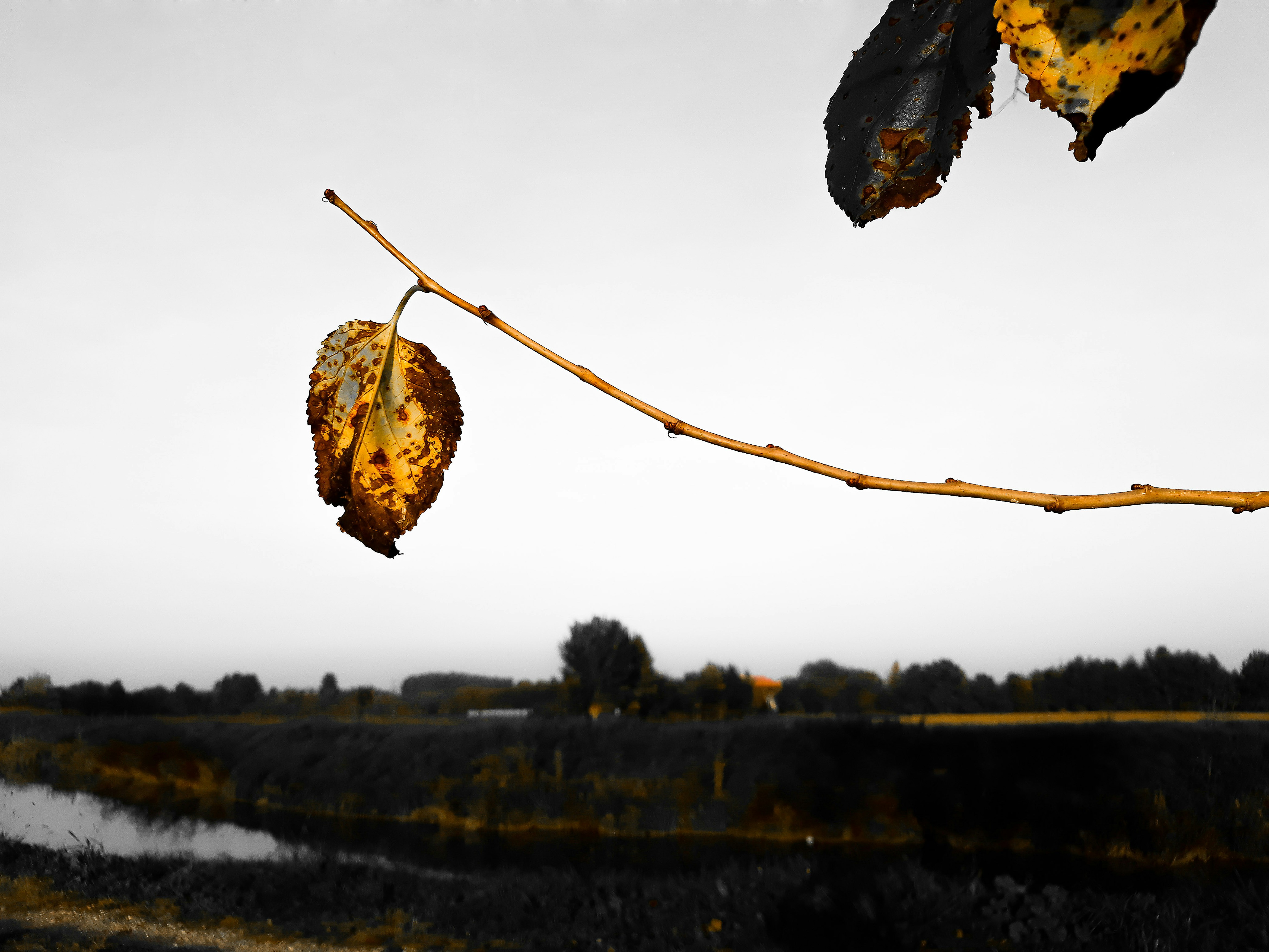 A lone yellow leaf clings to a thin branch against a desaturated landscape, foregrounded by a blurred horizon and distant trees; the scene emphasizes autumn isolation and distance.