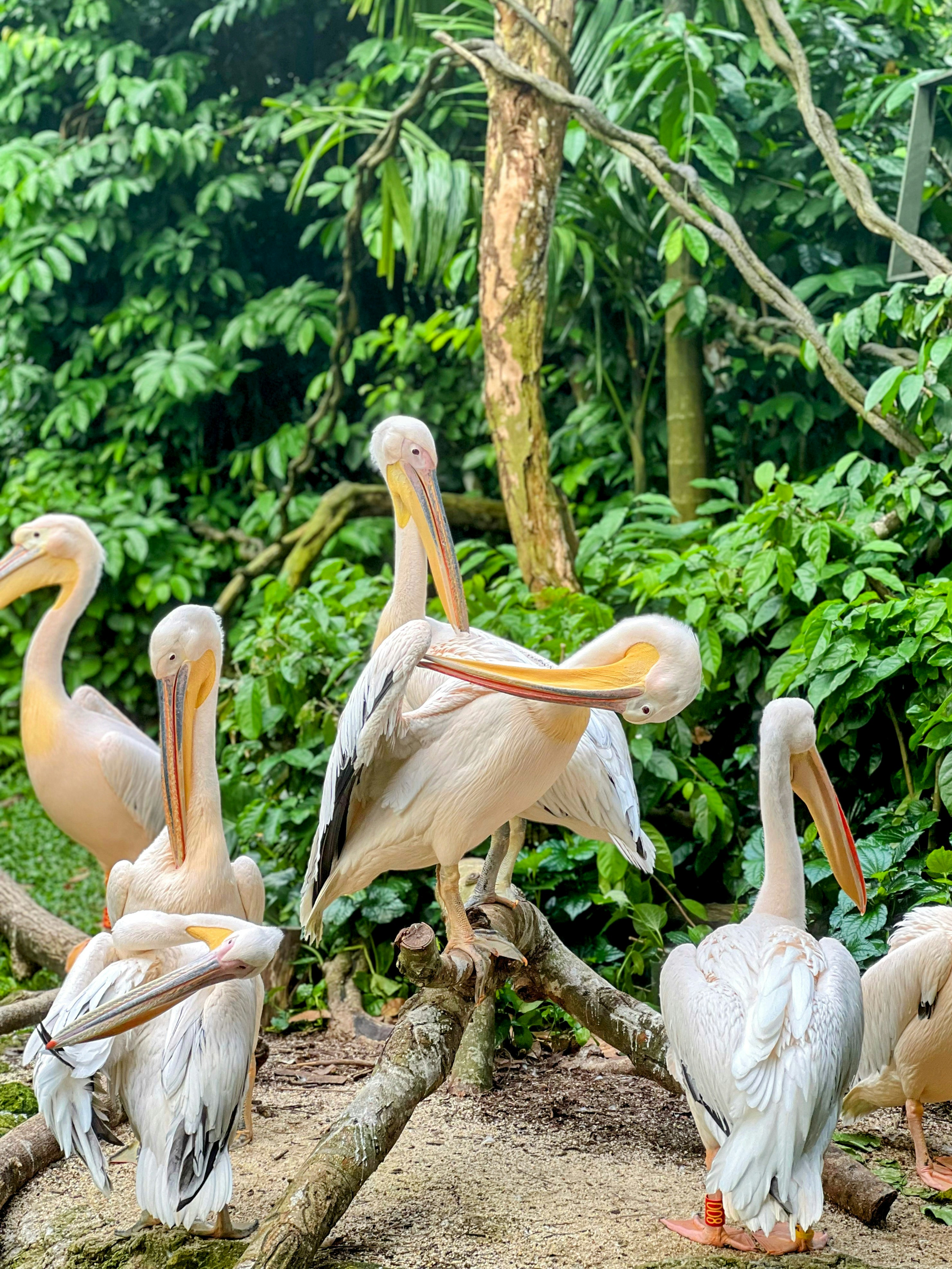 Arboreal Assembly: Pelicans Rendezvous Amid Tropical Foliage