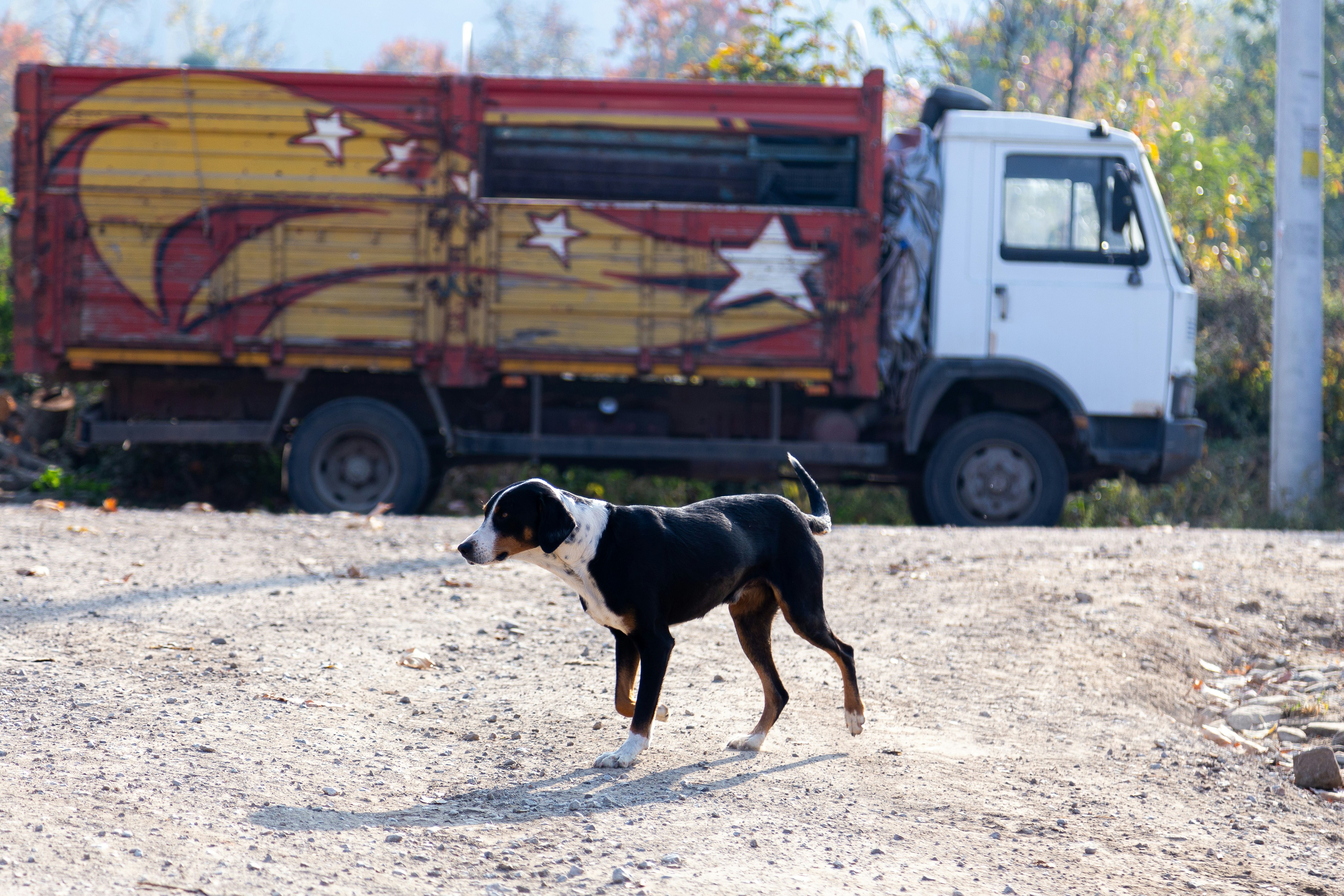 Lone Beagle on a Dusty Yard with a Graffiti Truck Backdrop
