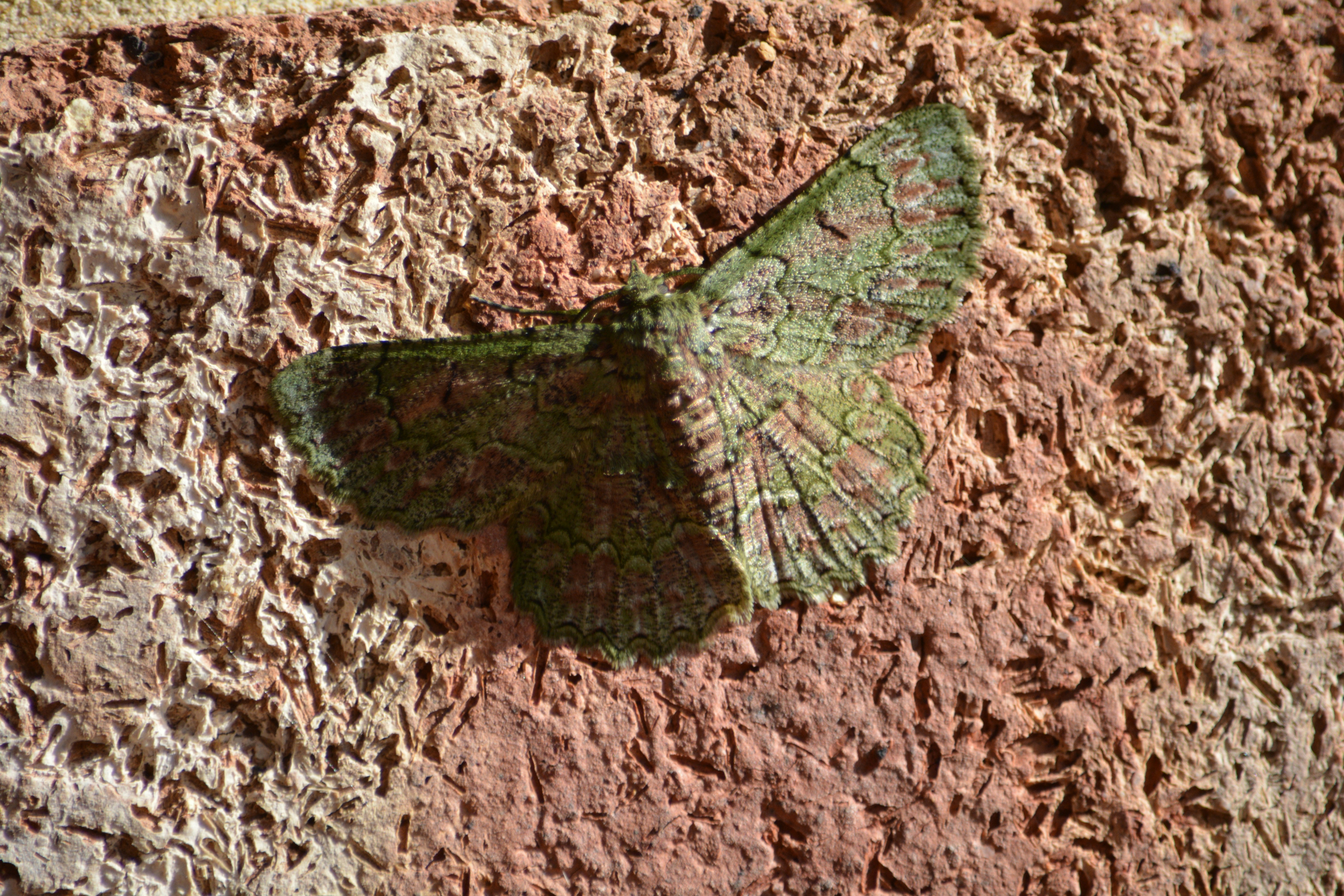 Beautiful green and brown moth hiding on red brick