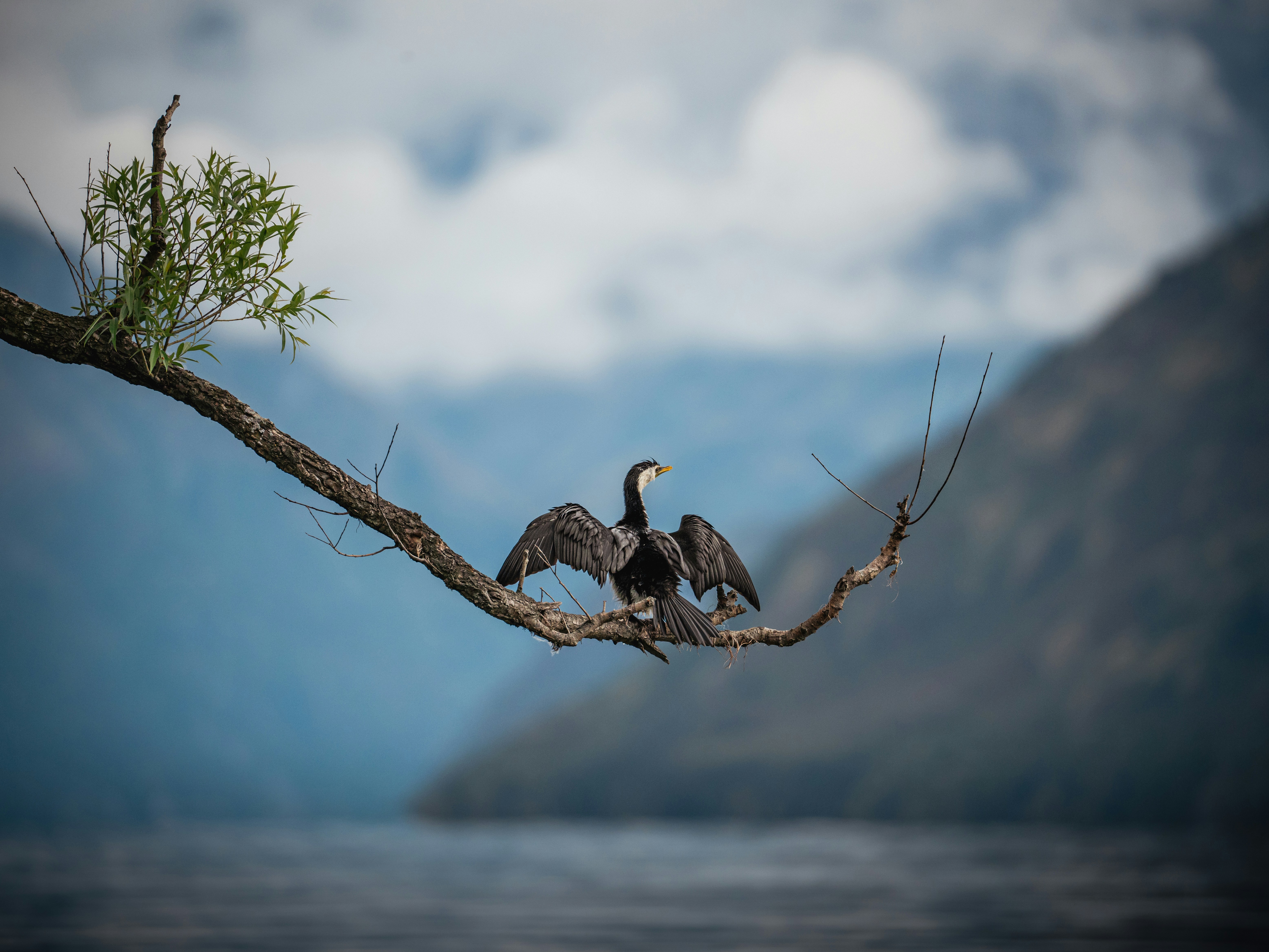 Cormorant on a Weathered Branch: Quiet Focus Over a Fog-kissed Fjord