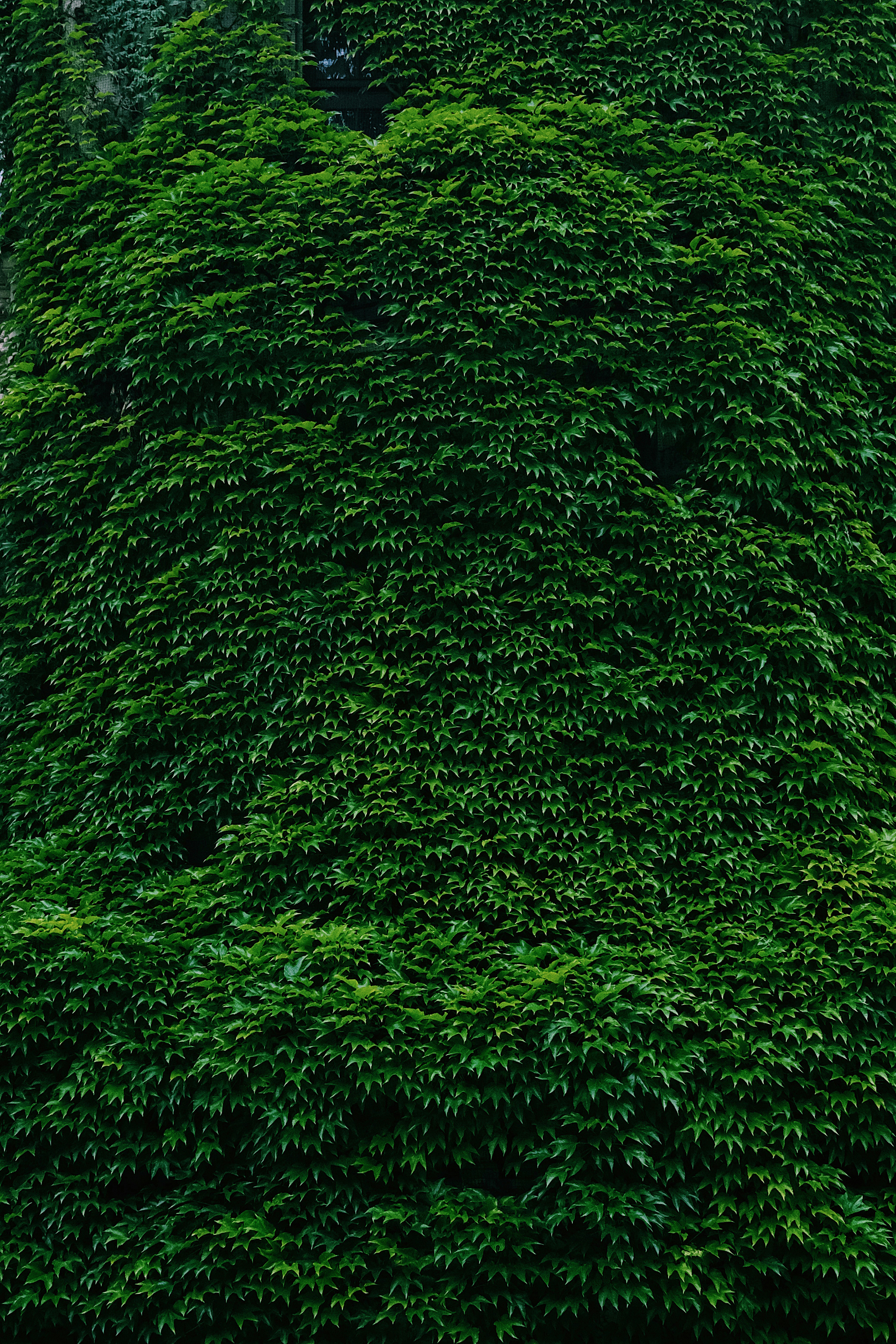a large group of bushes