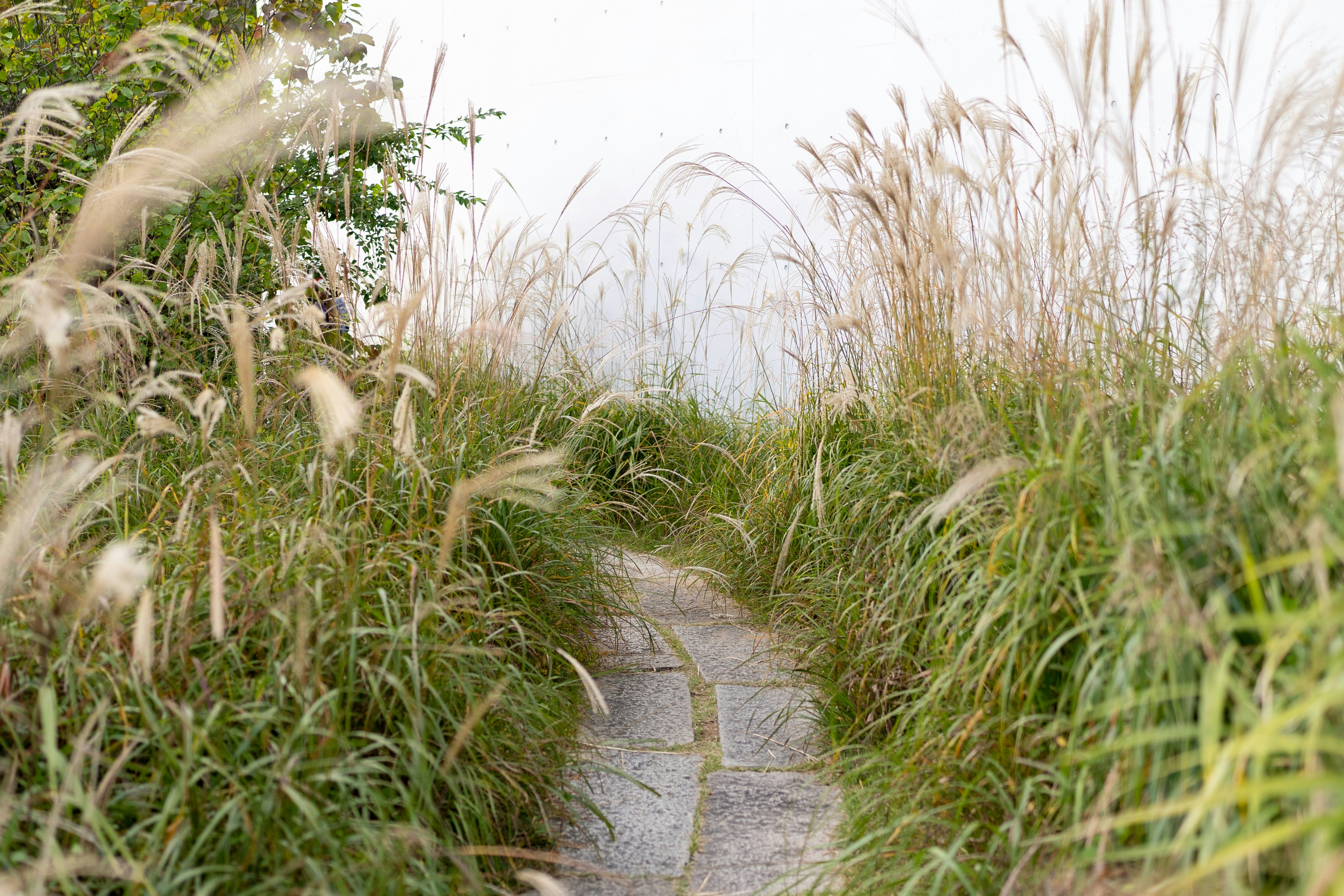 A path through tall grass photo – Free Reed Image on Unsplash