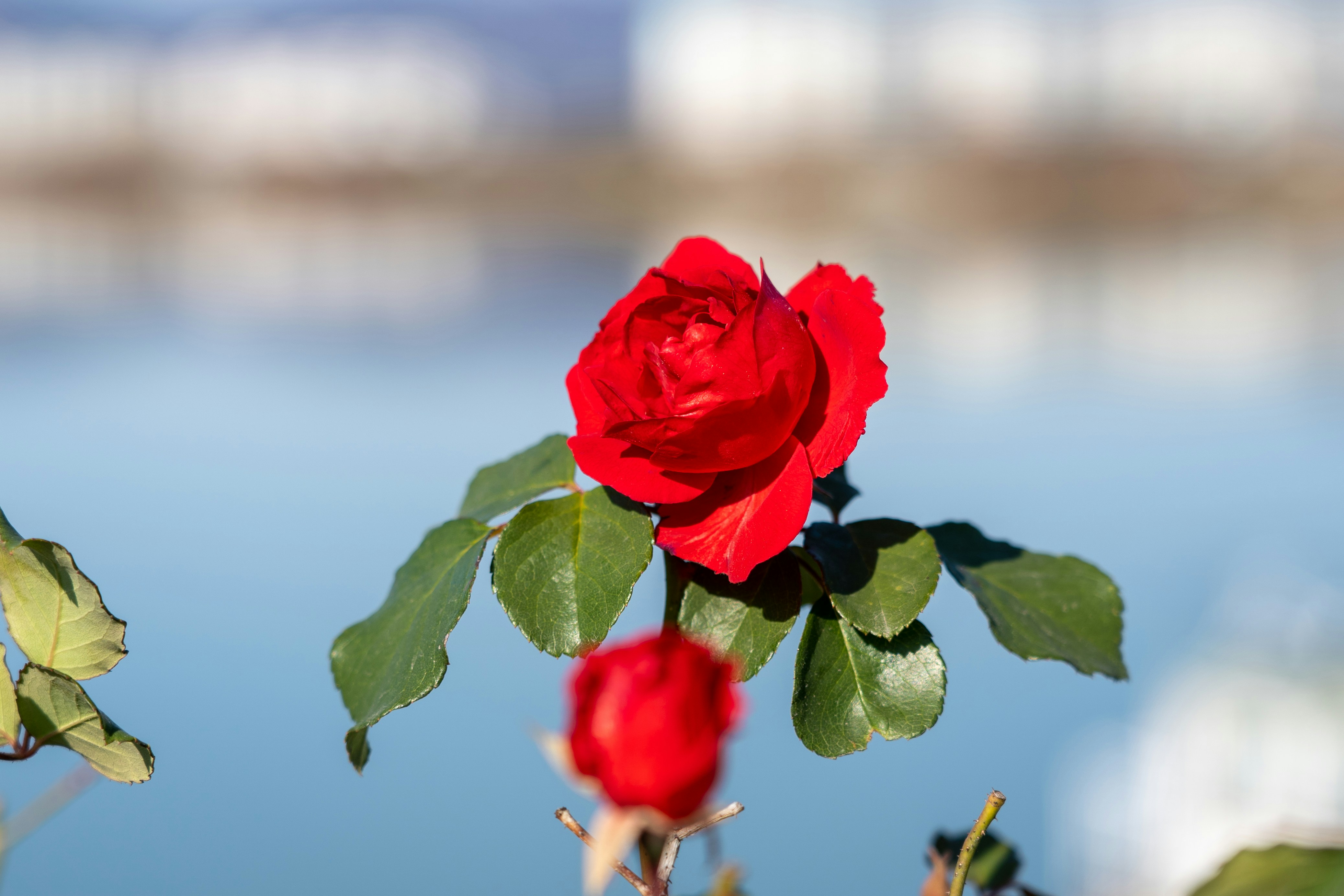 Crimson Rose Framed by a Quiet Blue Mirror