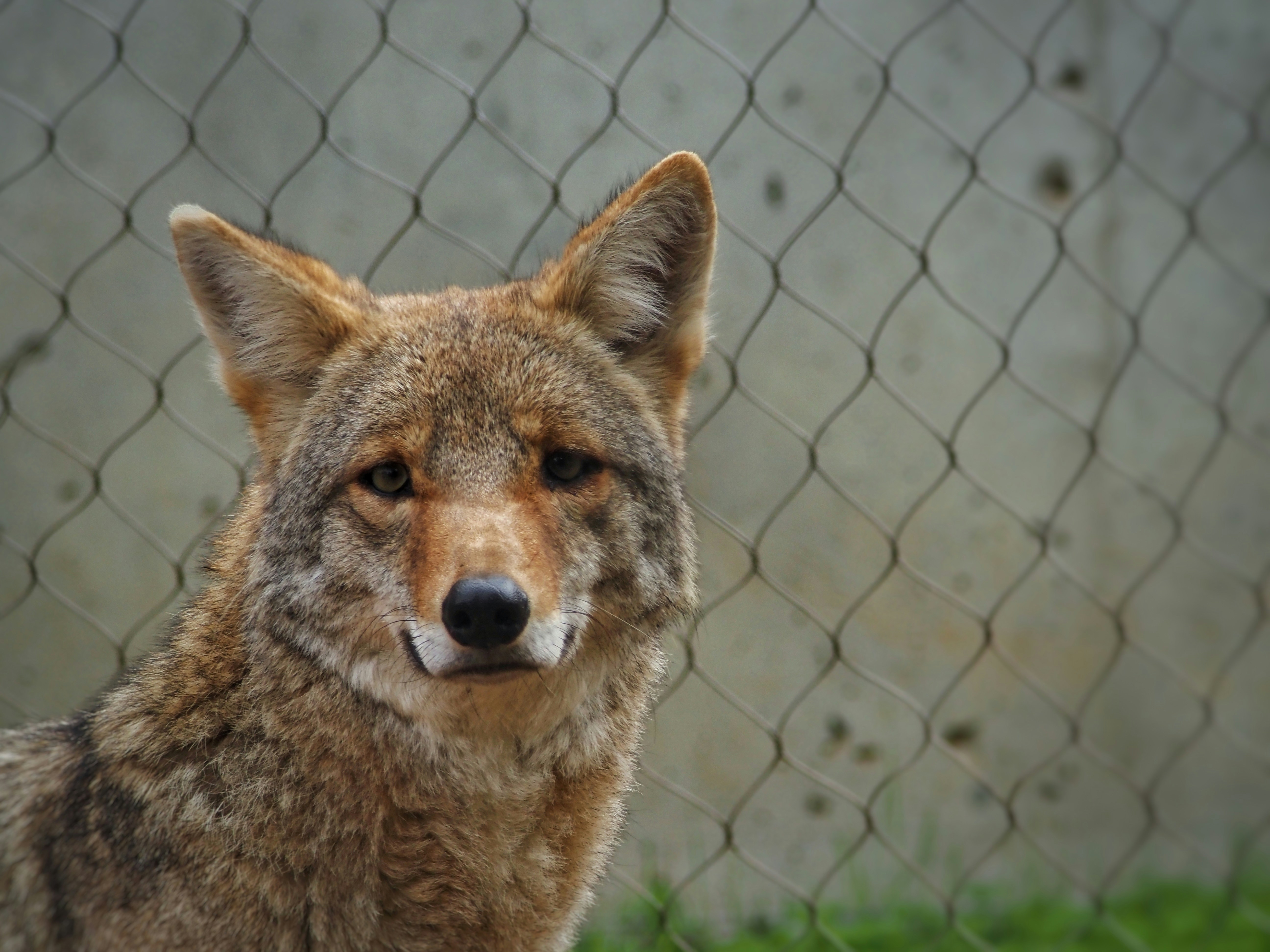 A close-up of a coyote with a thoughtful expression, framed by a chain-link fence and a blurred background of grass.