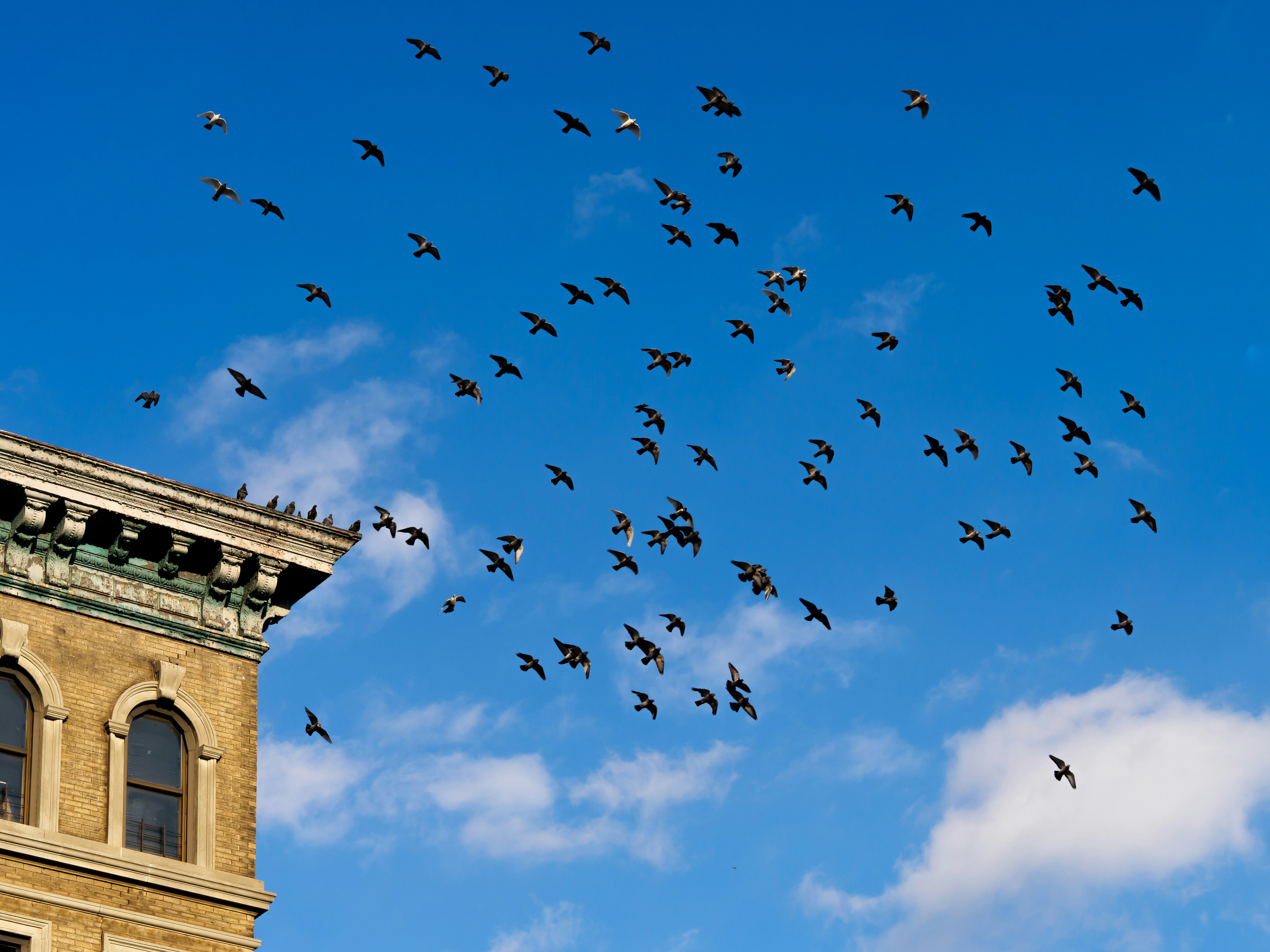 Cerulean Sky and Aerial Choir: Birds Over a Brick Corner