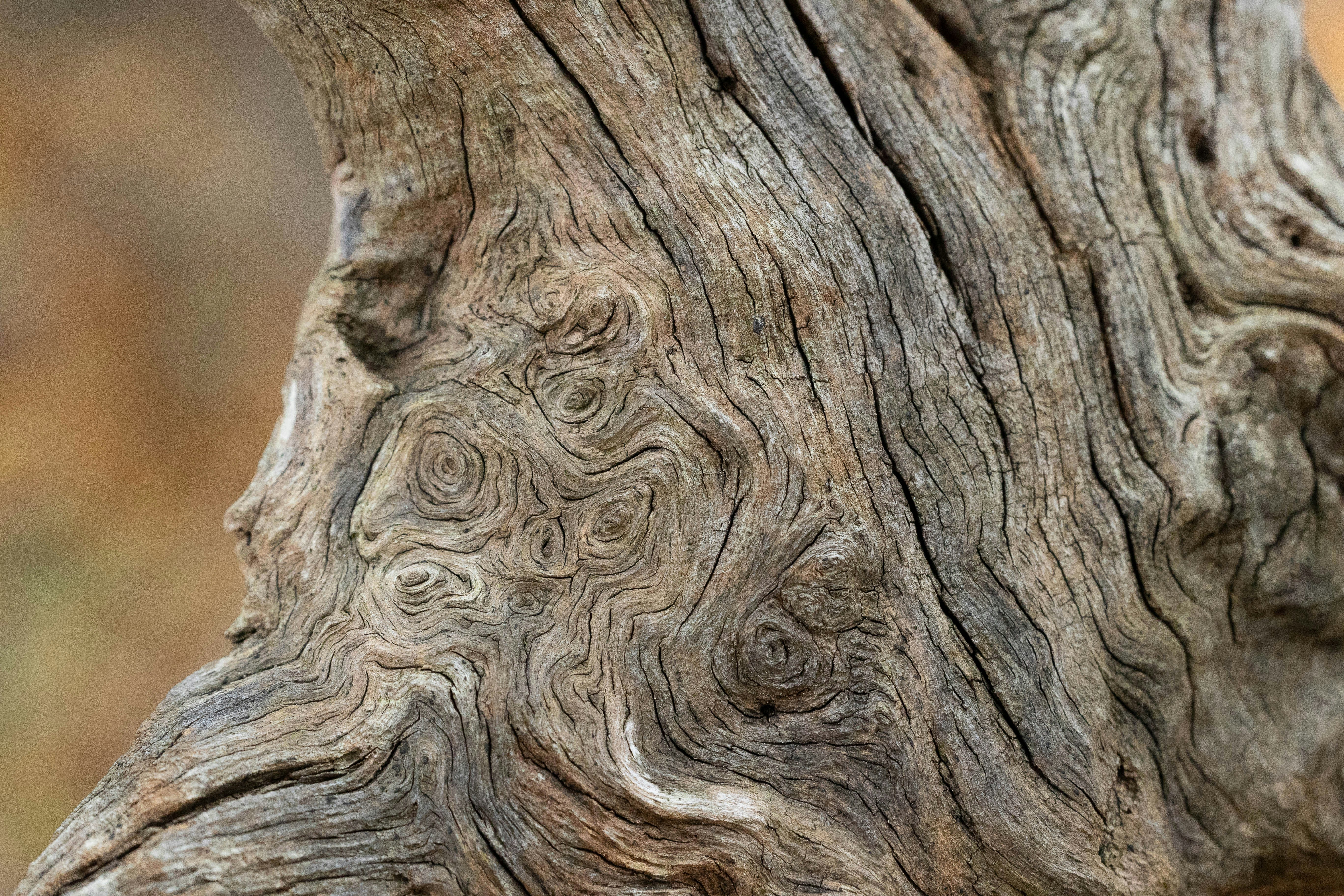 Un primer plano del tronco de un árbol foto – Imagen de Madera gratuita ...